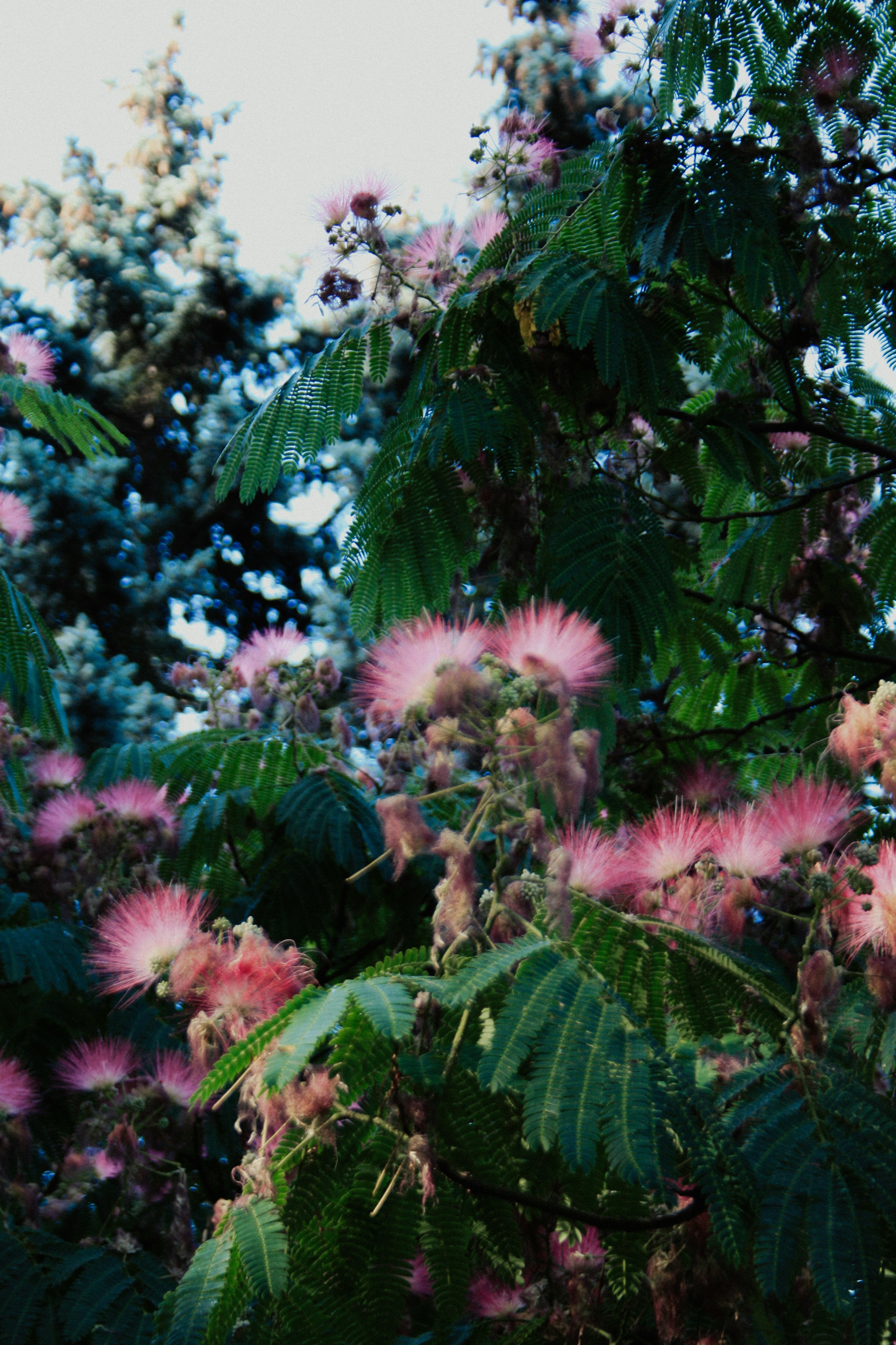 Pink-tipped puffflower blossoms amid emerald fernlike leaves