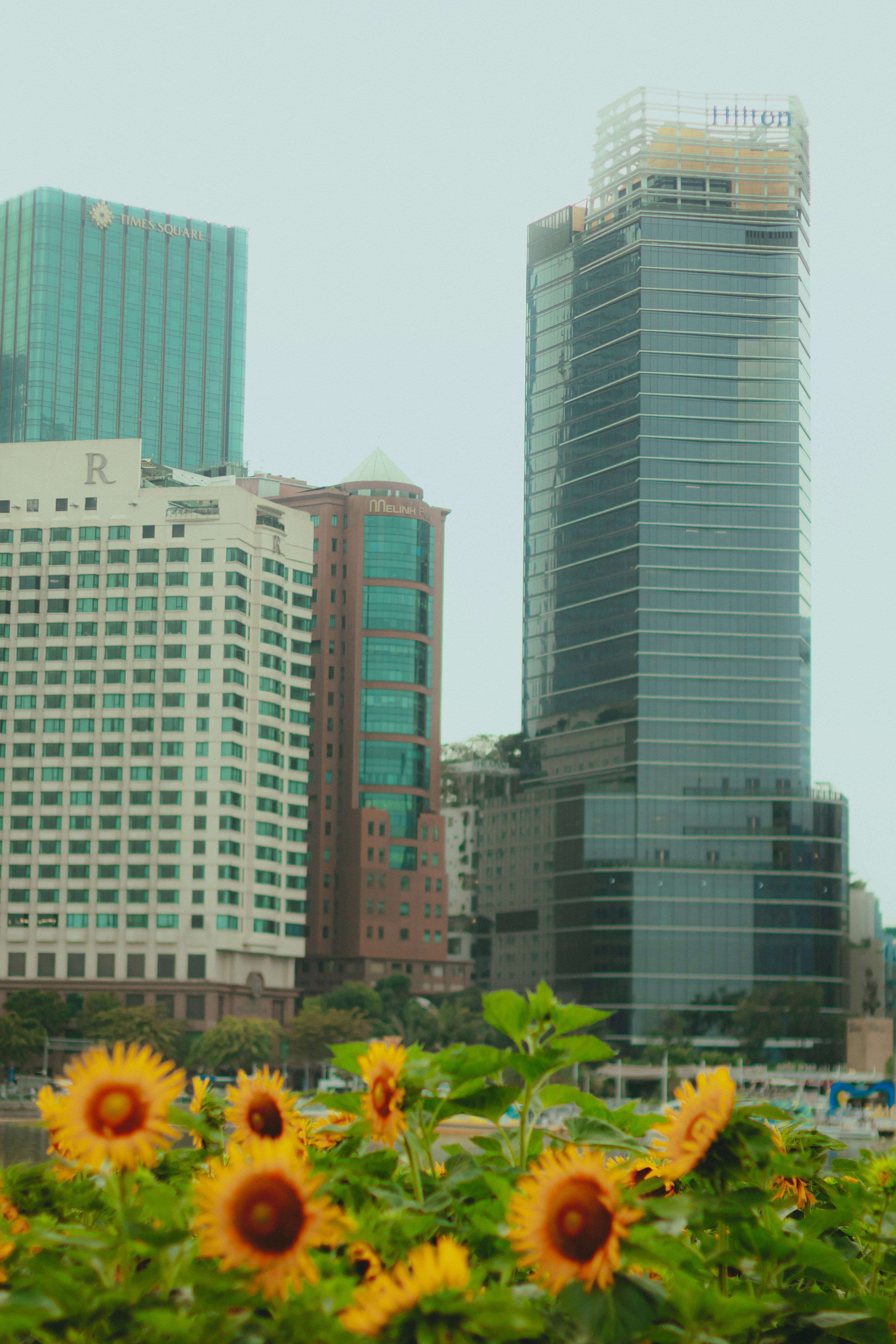 Sunflowers Guard the Skyline: A Quiet City Morning