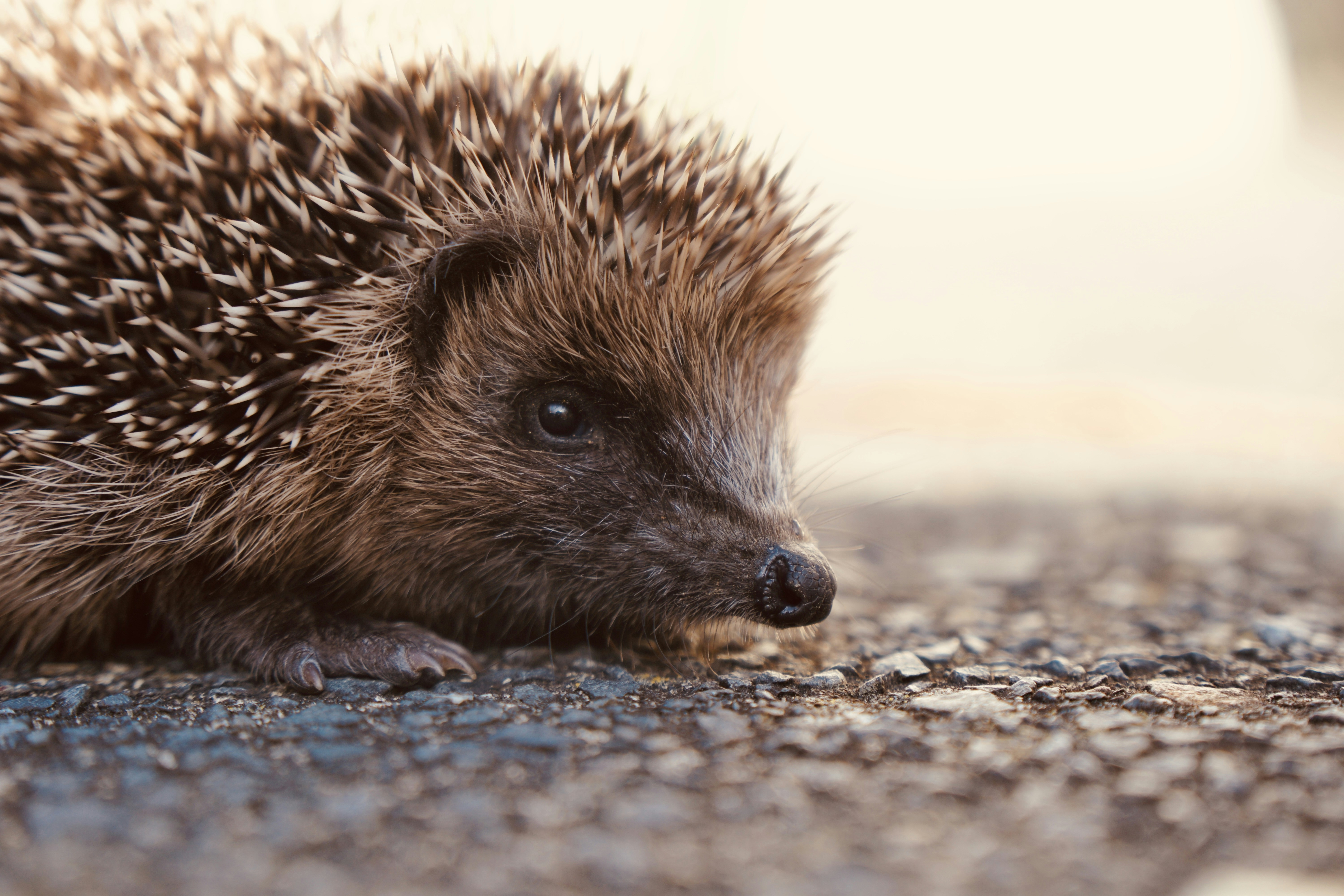 A hedgehog is laying down on the ground photo – Free Animal Image on ...