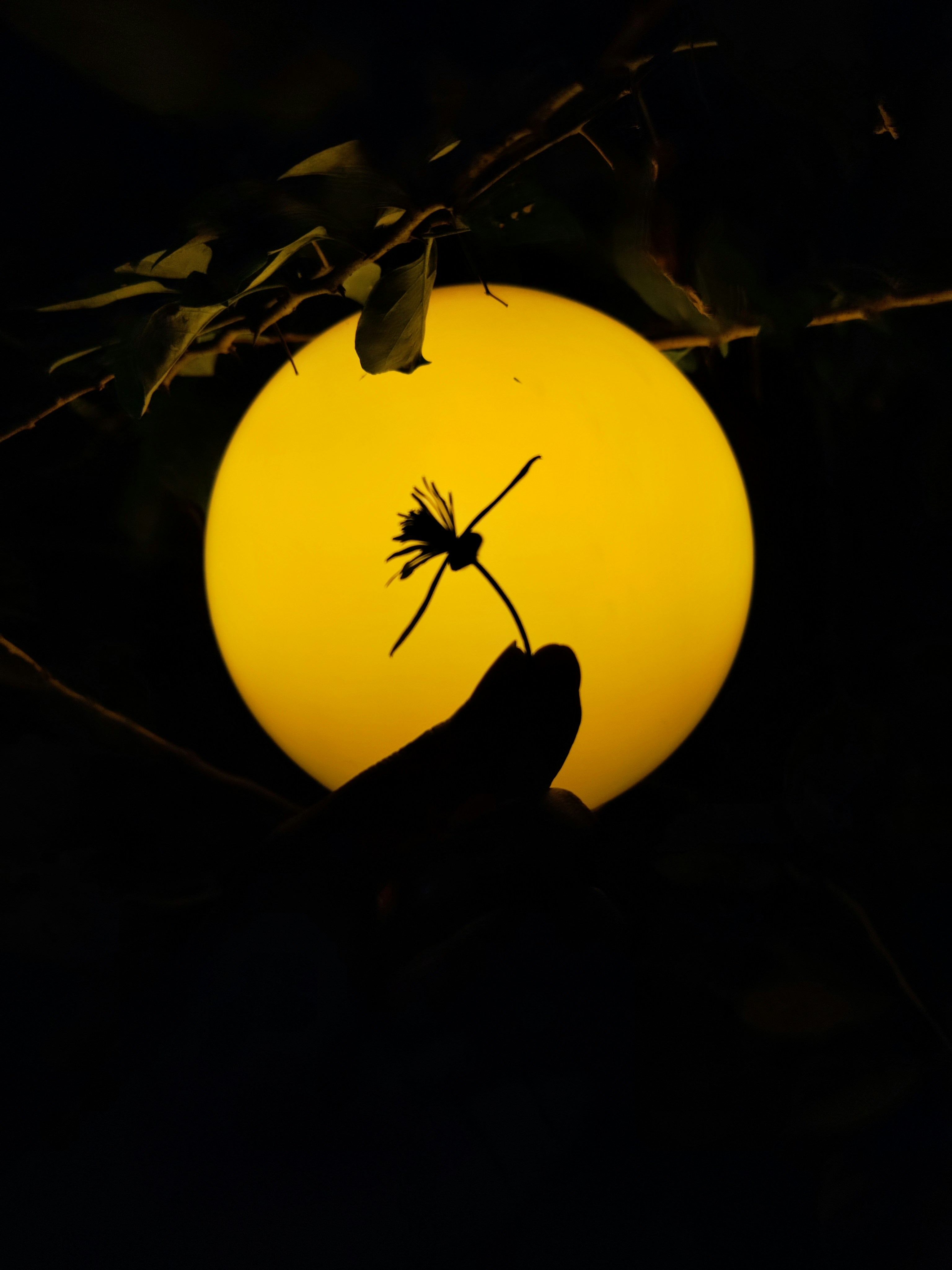 A person holding a flower in front of the sun