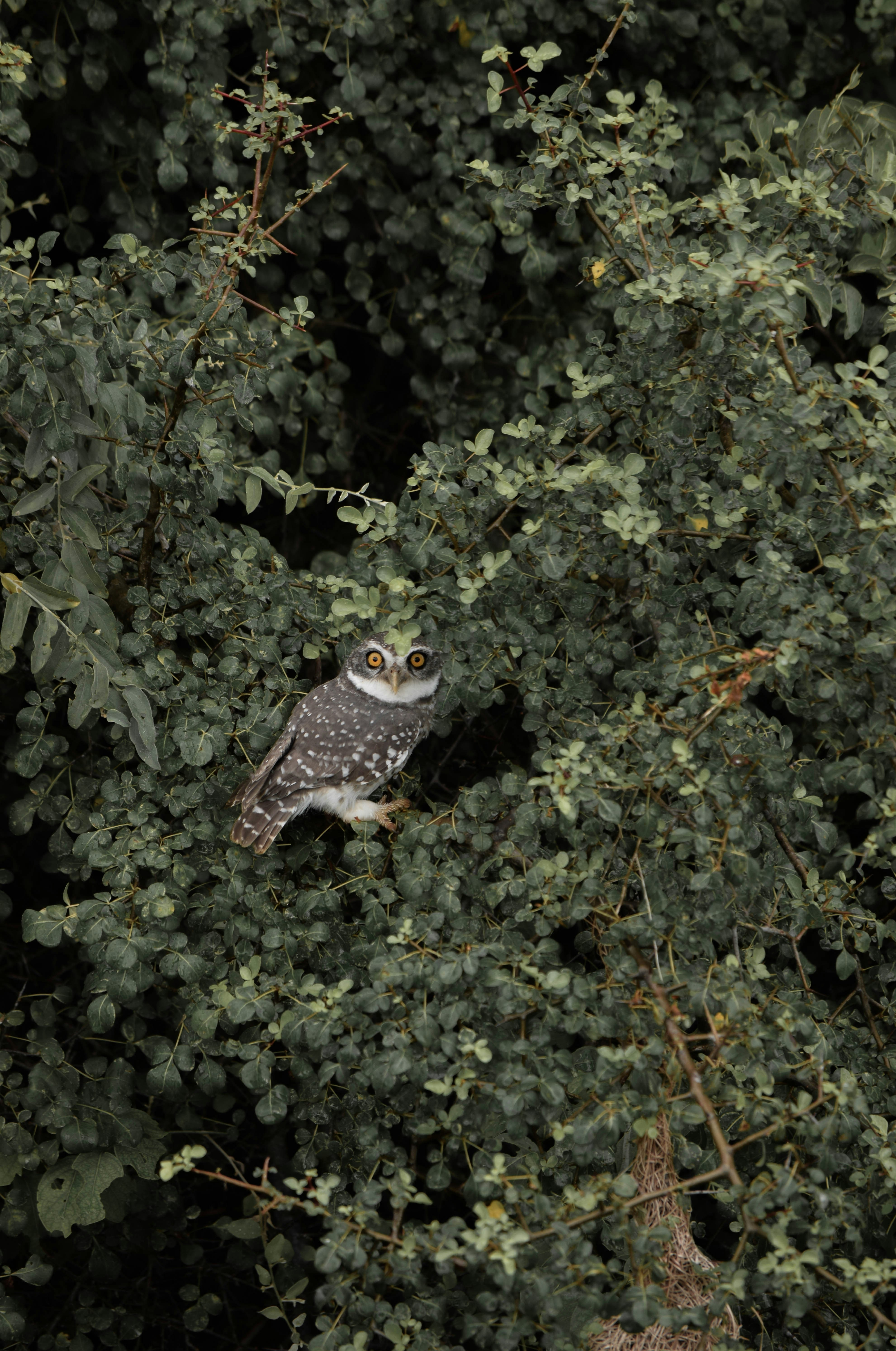 Amber-Eyed Sentinel in a Dense Hedge