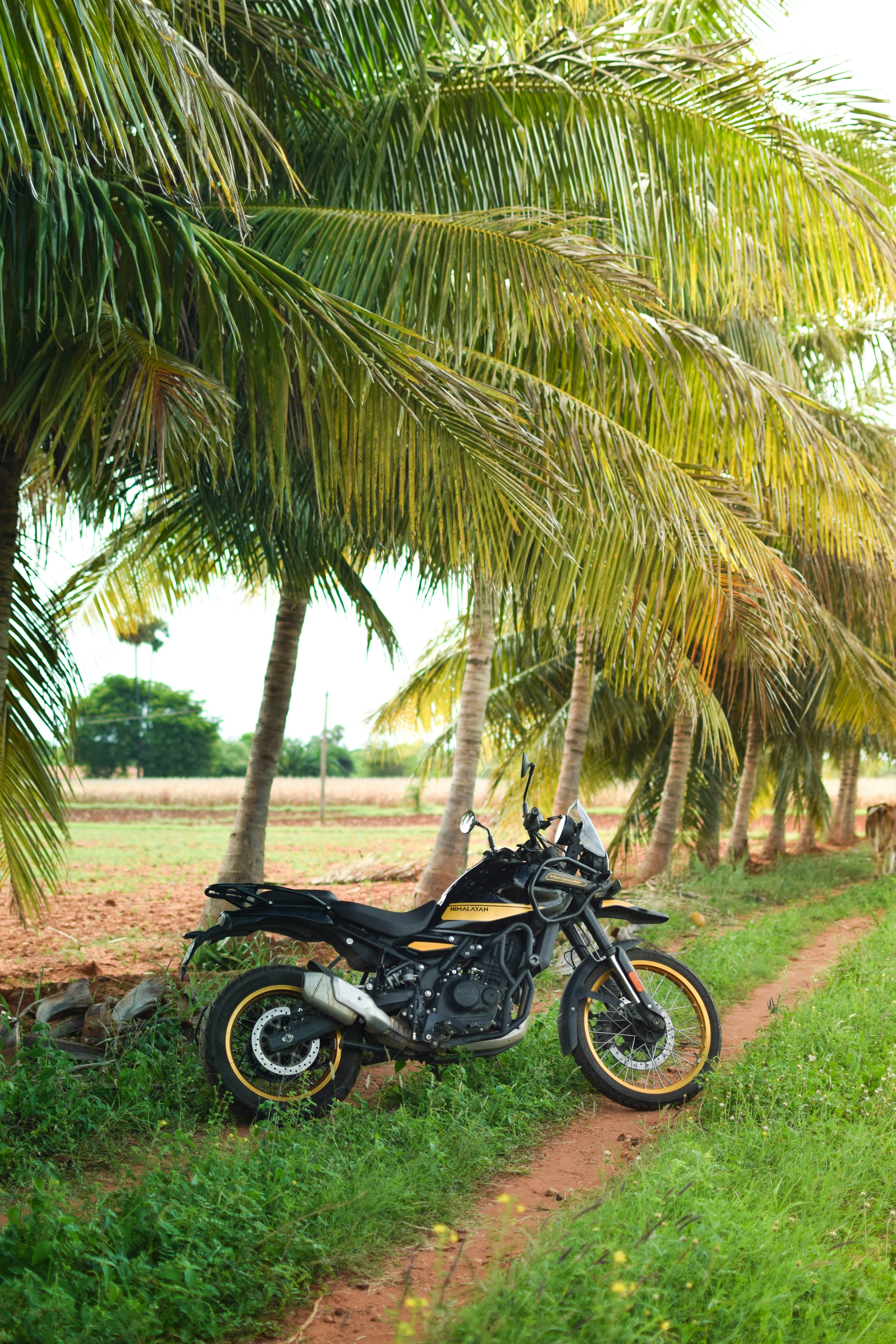 Moto Resting Under a Palm Corridor on a Sunlit Rural Path