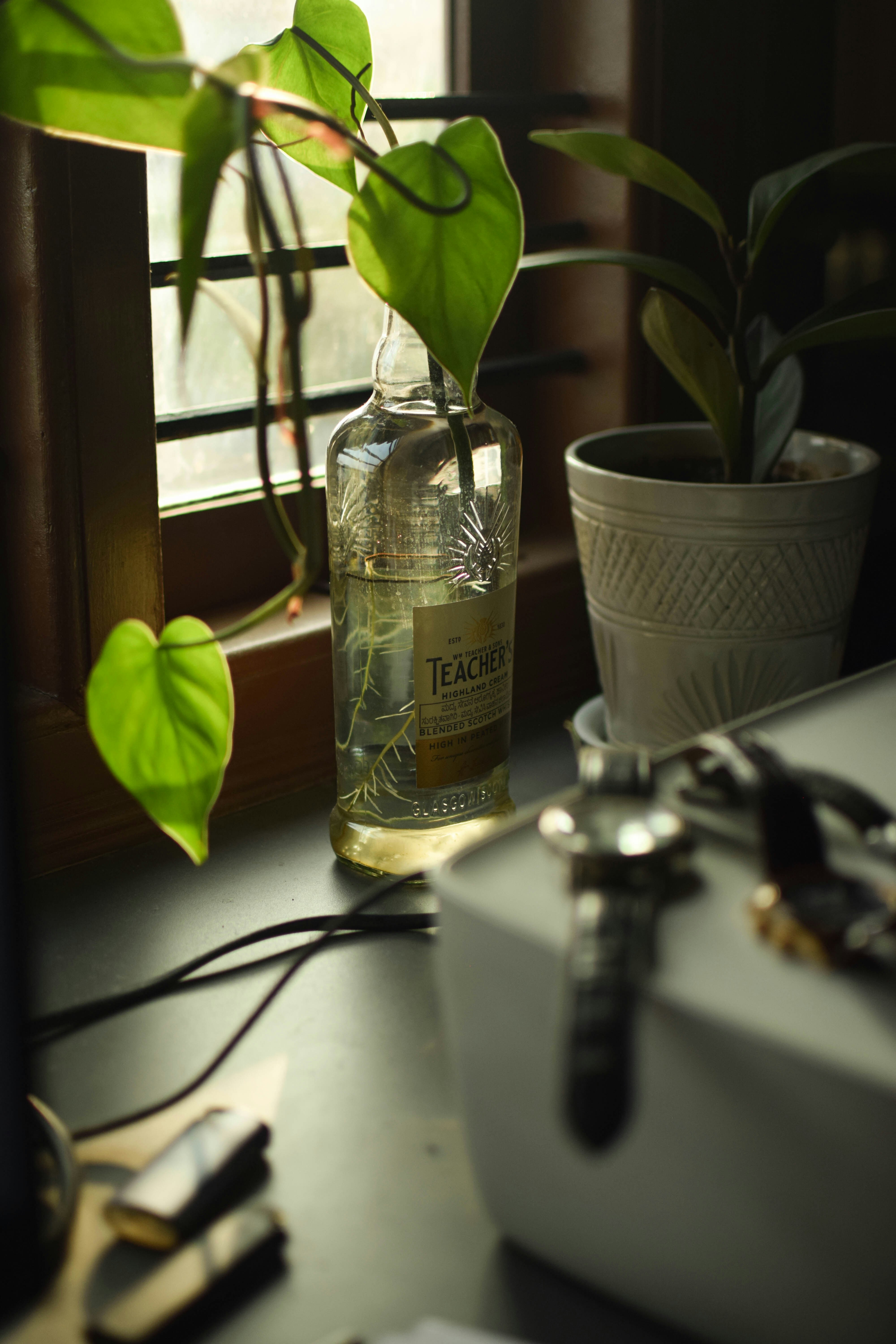 Sunlit TEACHER bottle among ivy on a quiet windowsill
