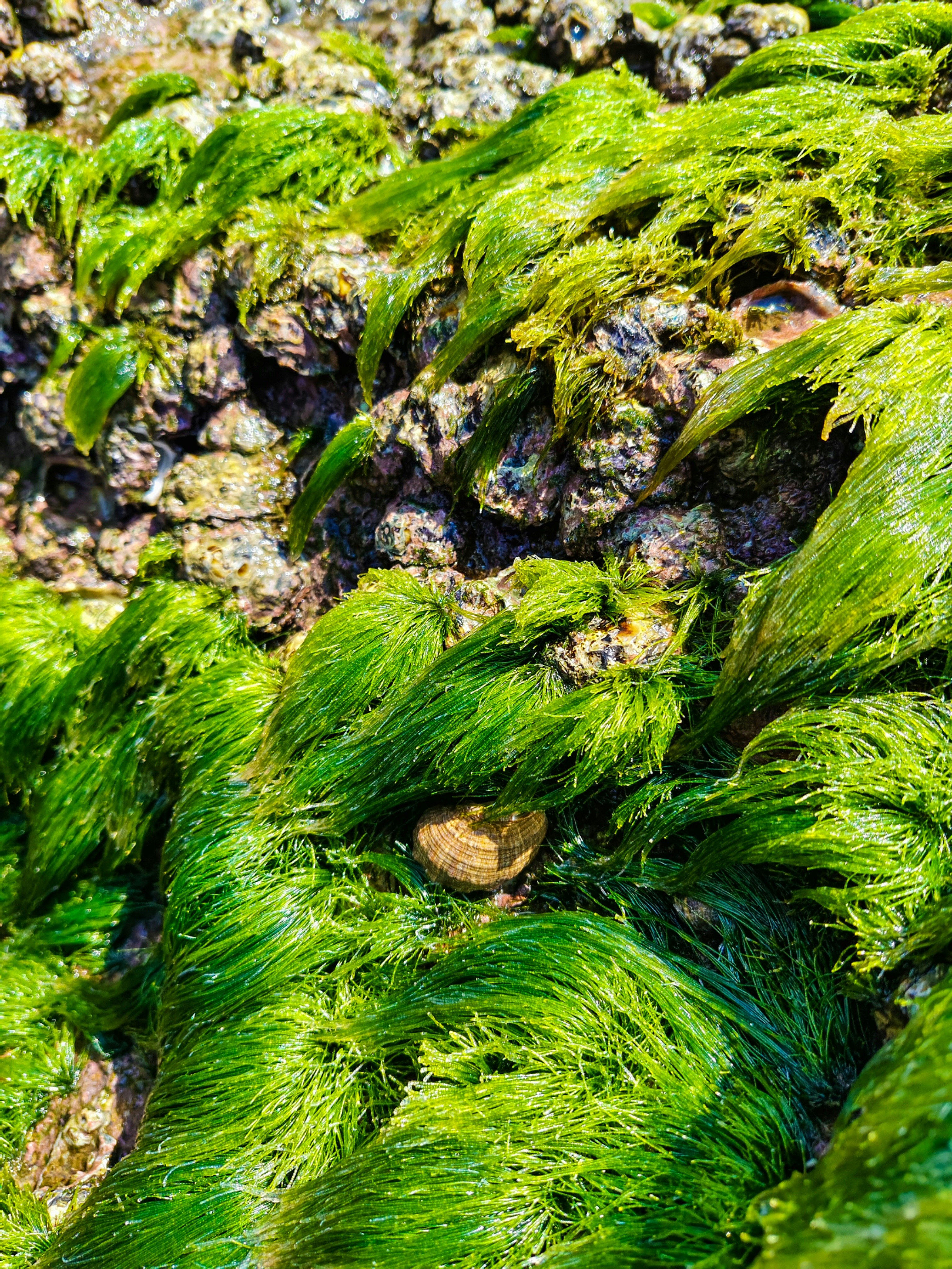 Emerald Tangle: Seaweed and Rocks at Tide's Edge