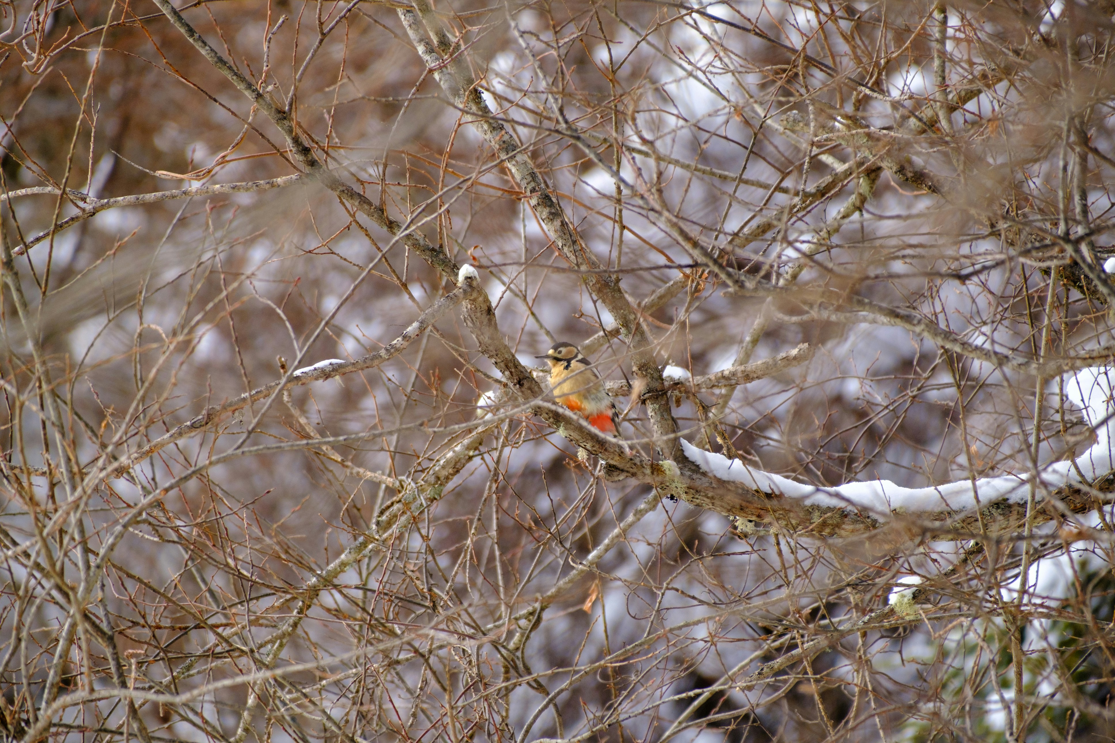 Woodpecker perched among snow-dusted branches in a winter forest.