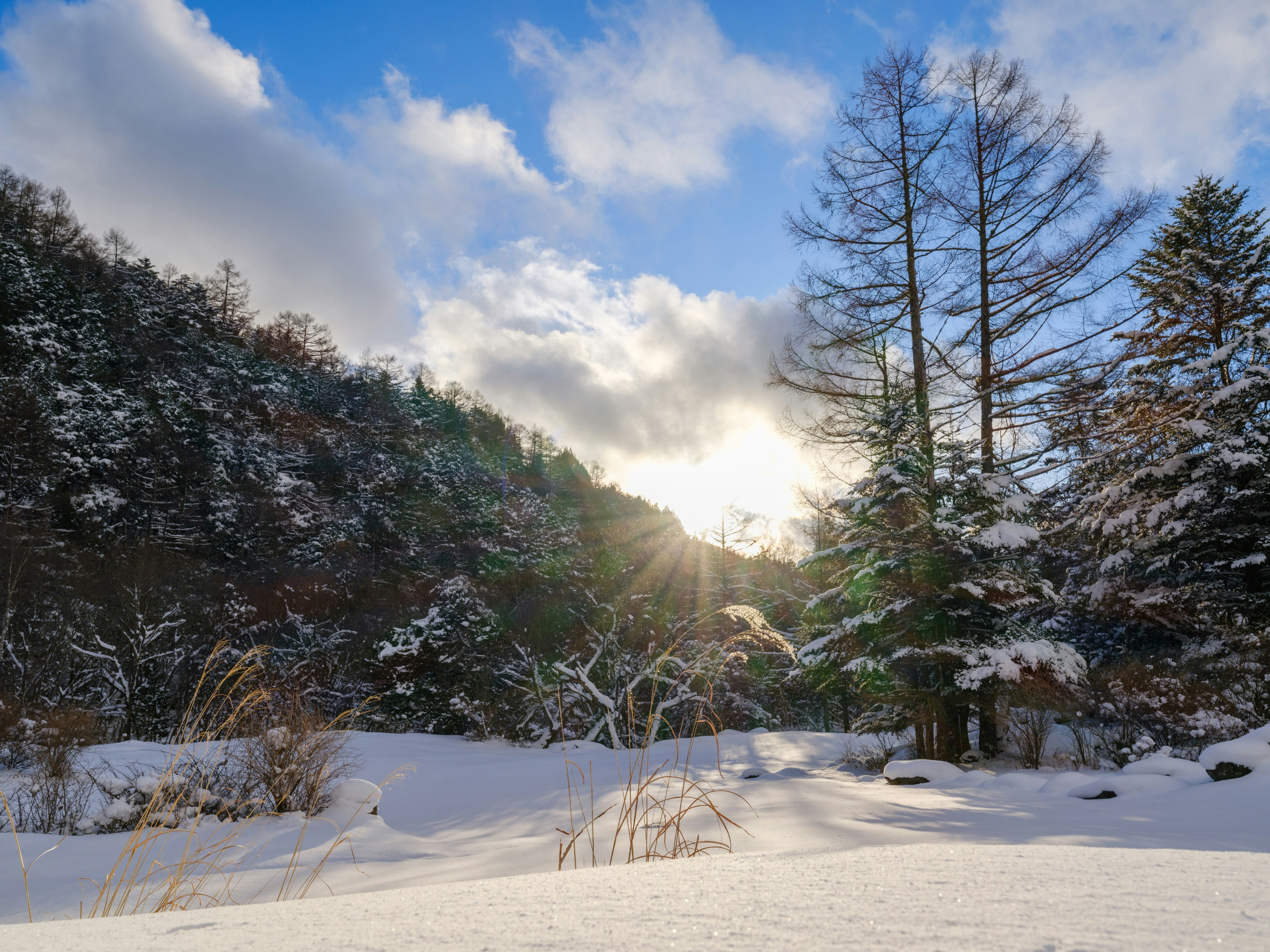 Snow-covered forest with sunlight streaming through trees under a bright blue sky.
