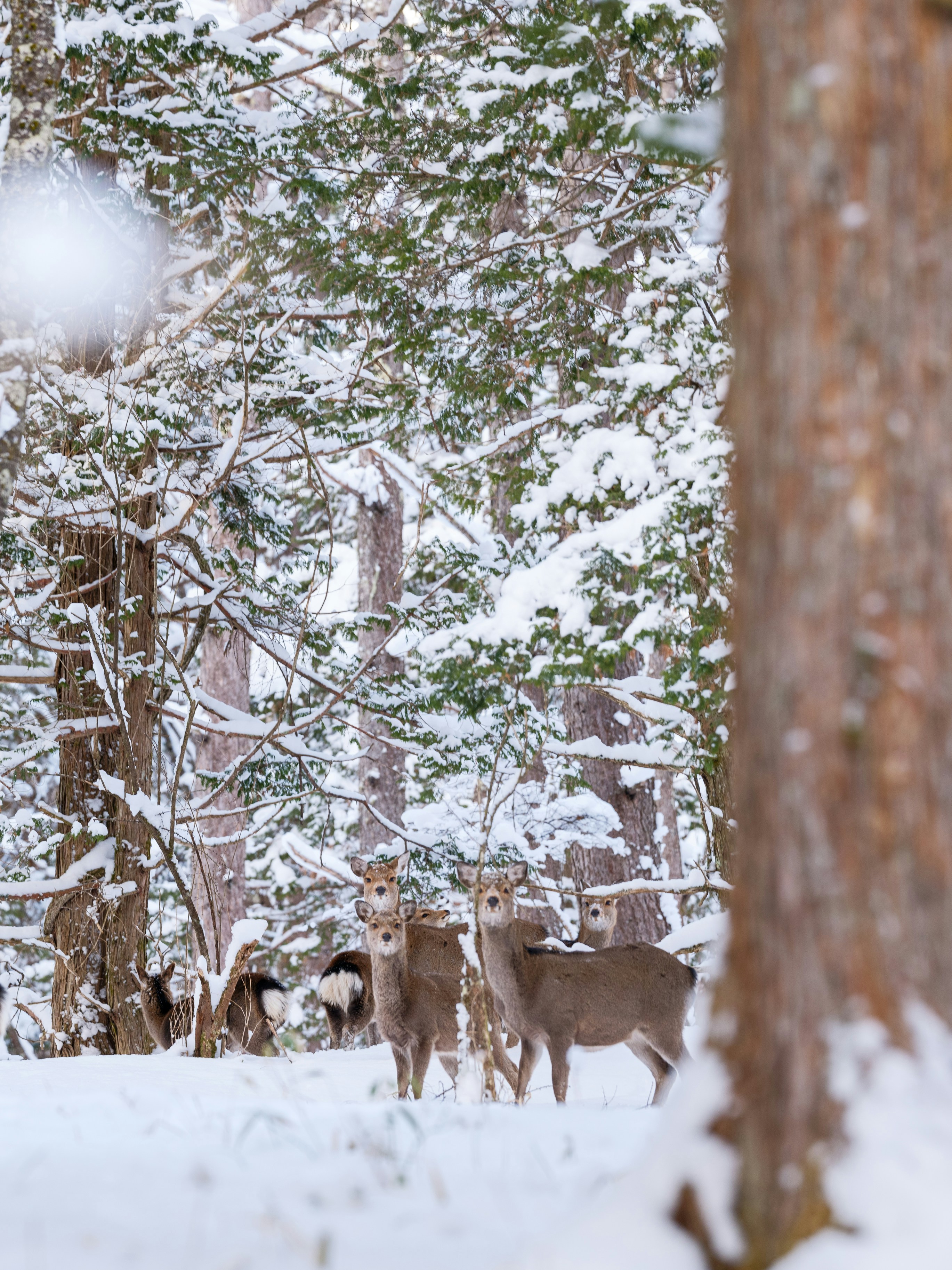 Snow-covered pine forest hosts a small herd of deer, standing quietly among the trees. A tranquil winter wildlife moment captured in a photograph.