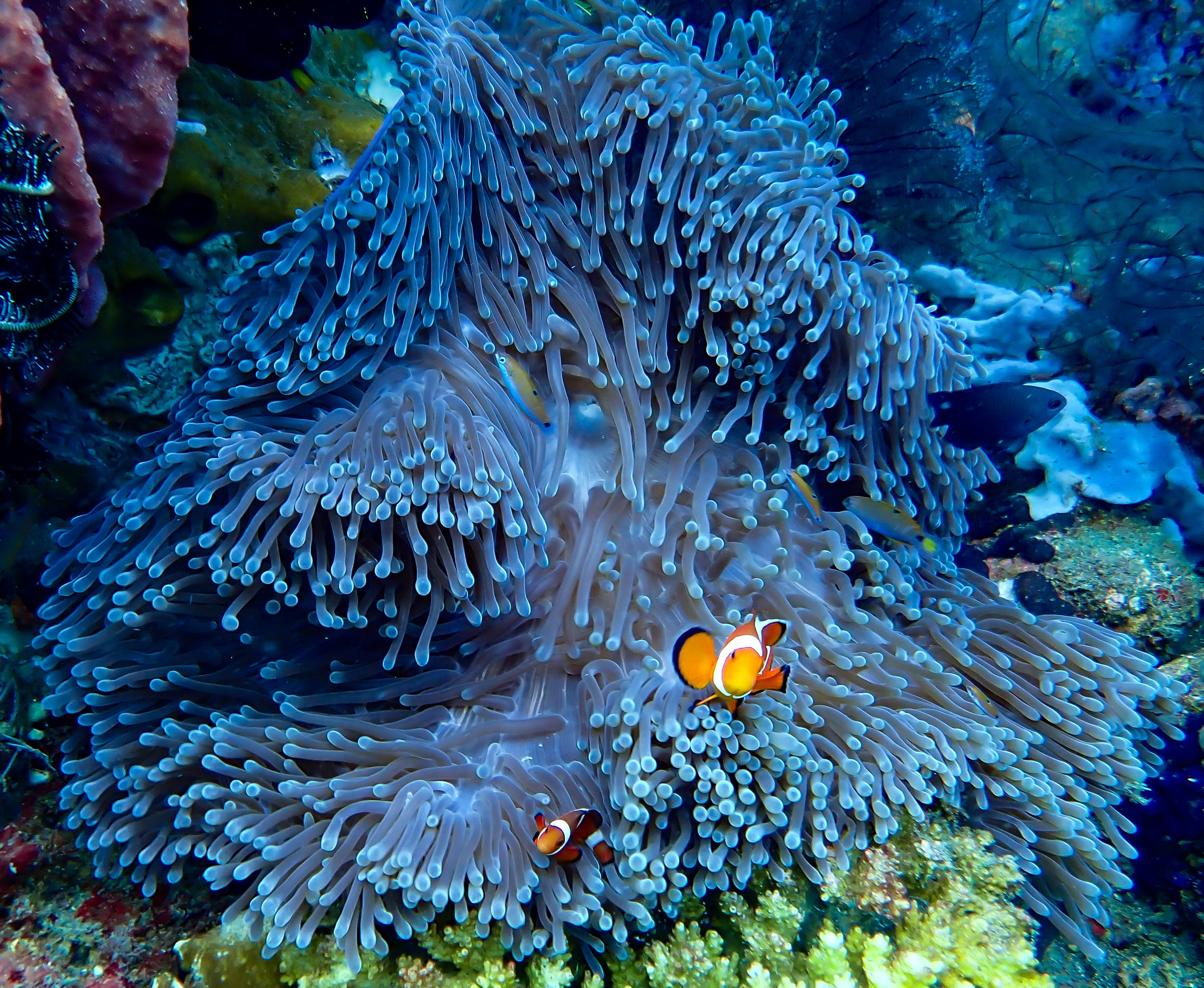 Peces anémona y payaso en un arrecife de coral foto – Imagen de Naturaleza gratuita en Unsplash