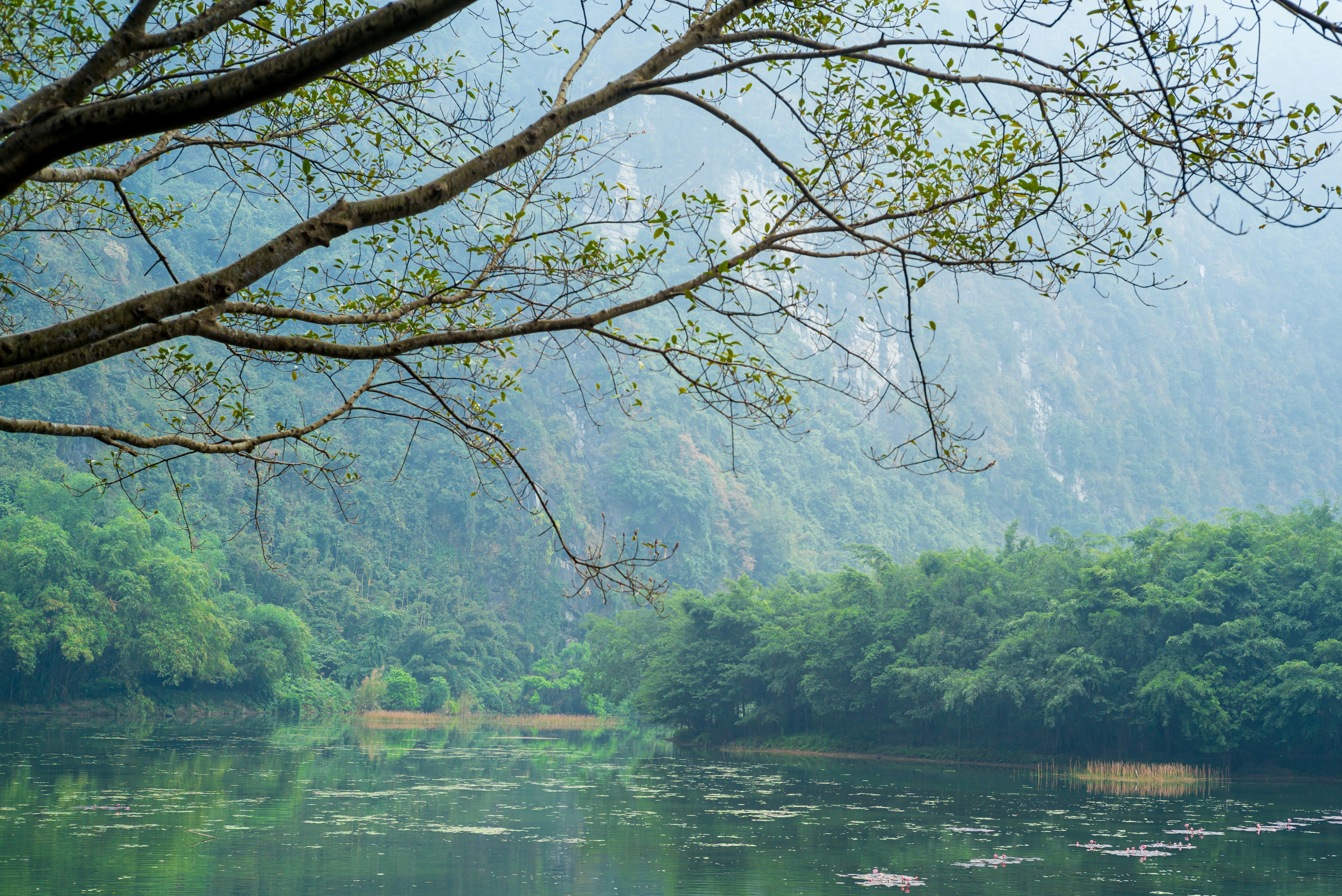 Tree branches frame a serene lake surrounded by lush green hills under a misty sky.