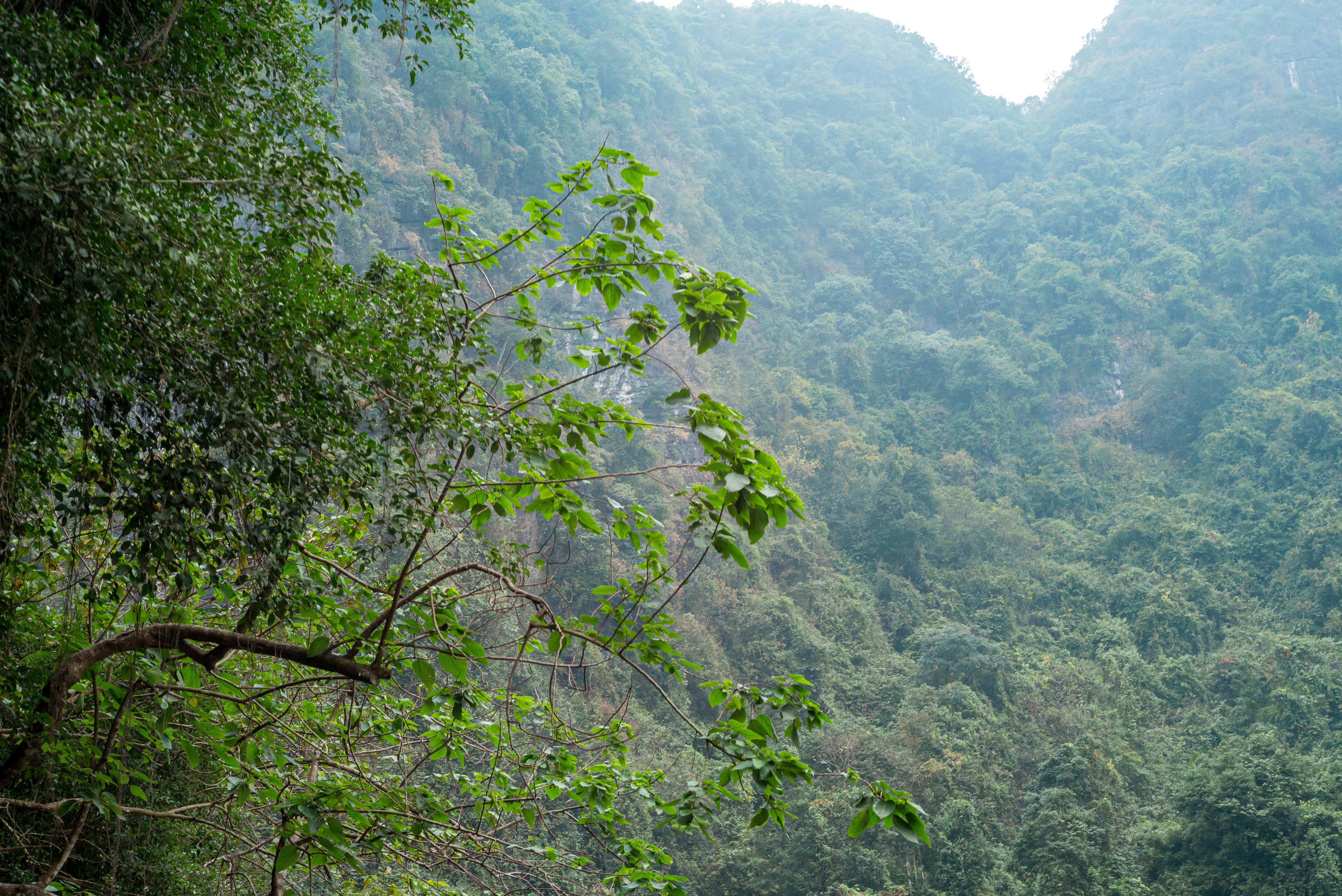 Lush green foliage with a misty mountain backdrop.