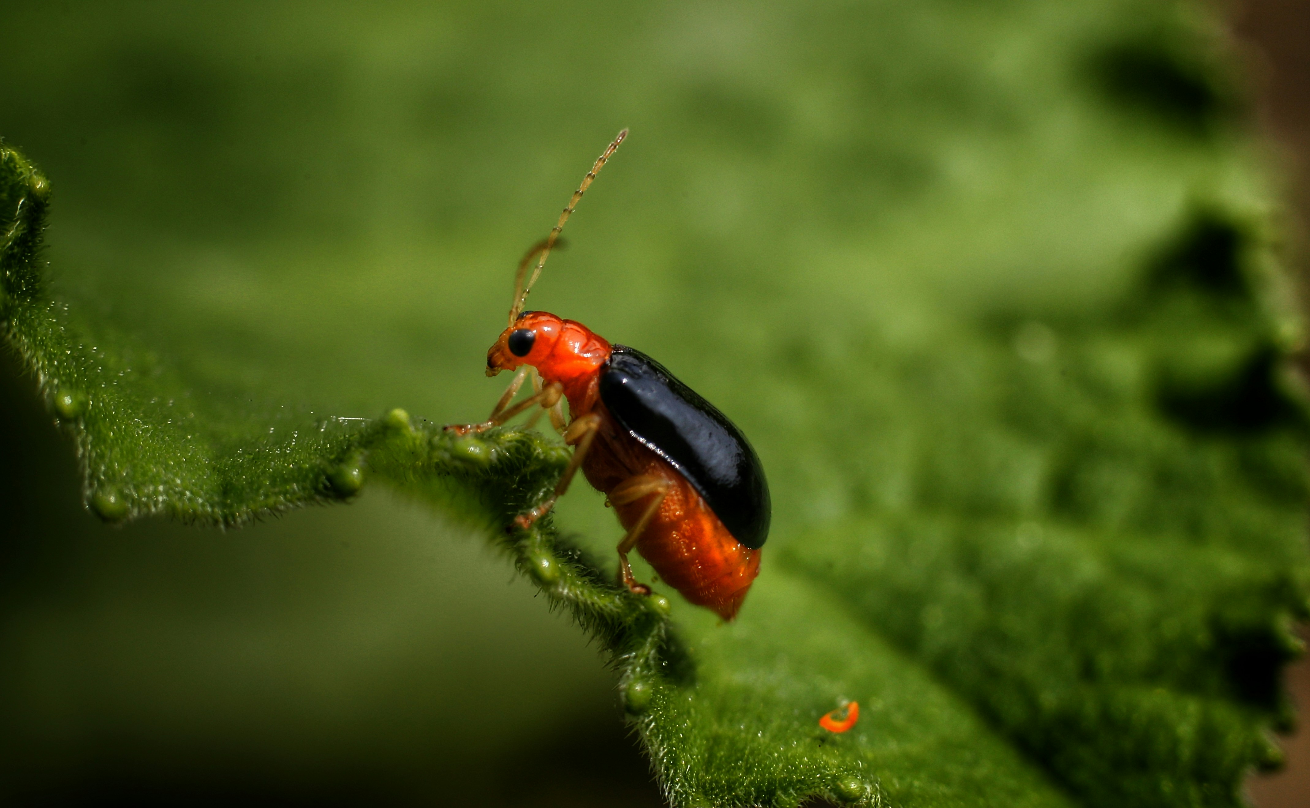 Crimson and Obsidian Soldier Beetle on a Dew-Kissed Leaf