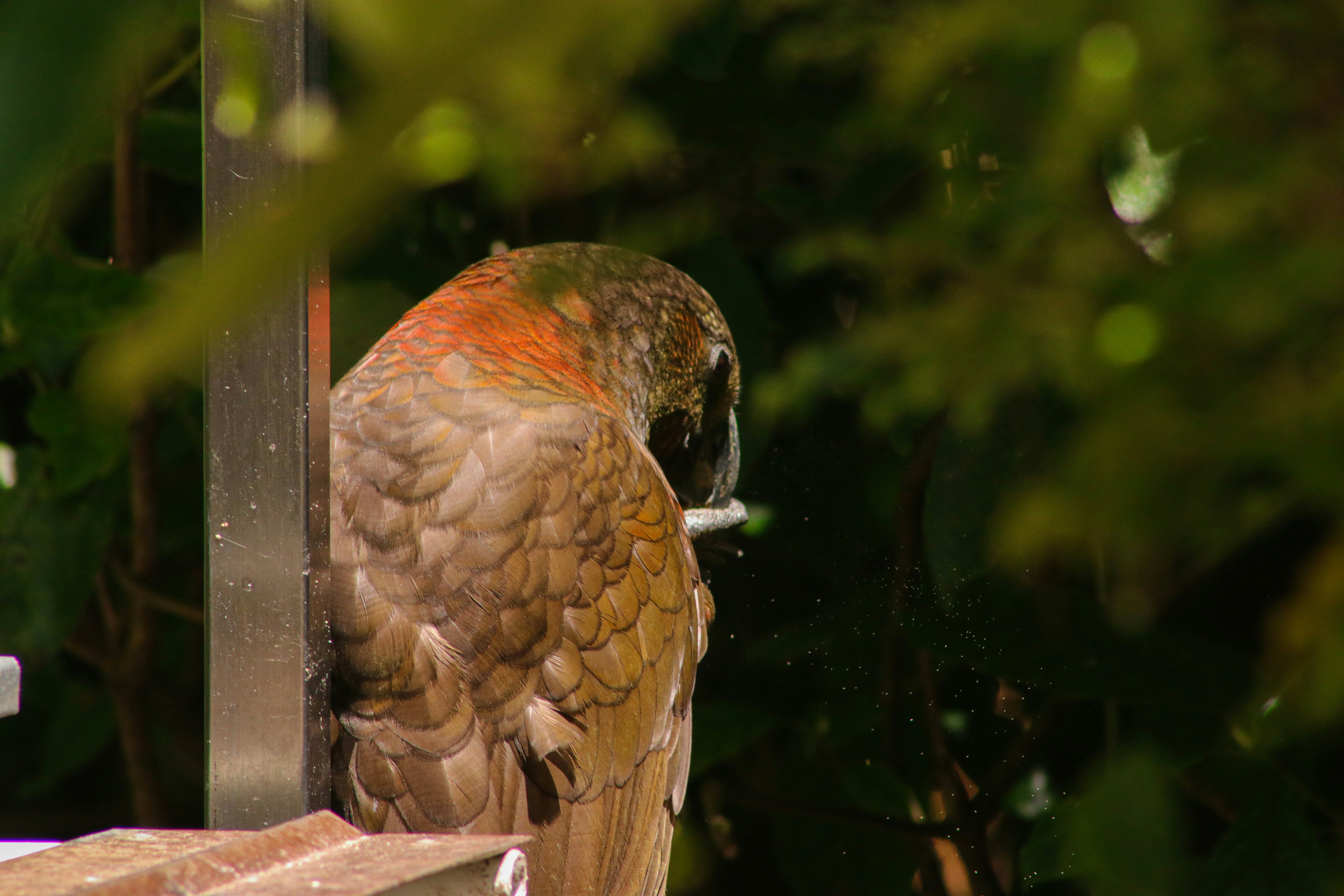 A Waterfowl Perches by Shelter: Focus on the Hidden Back