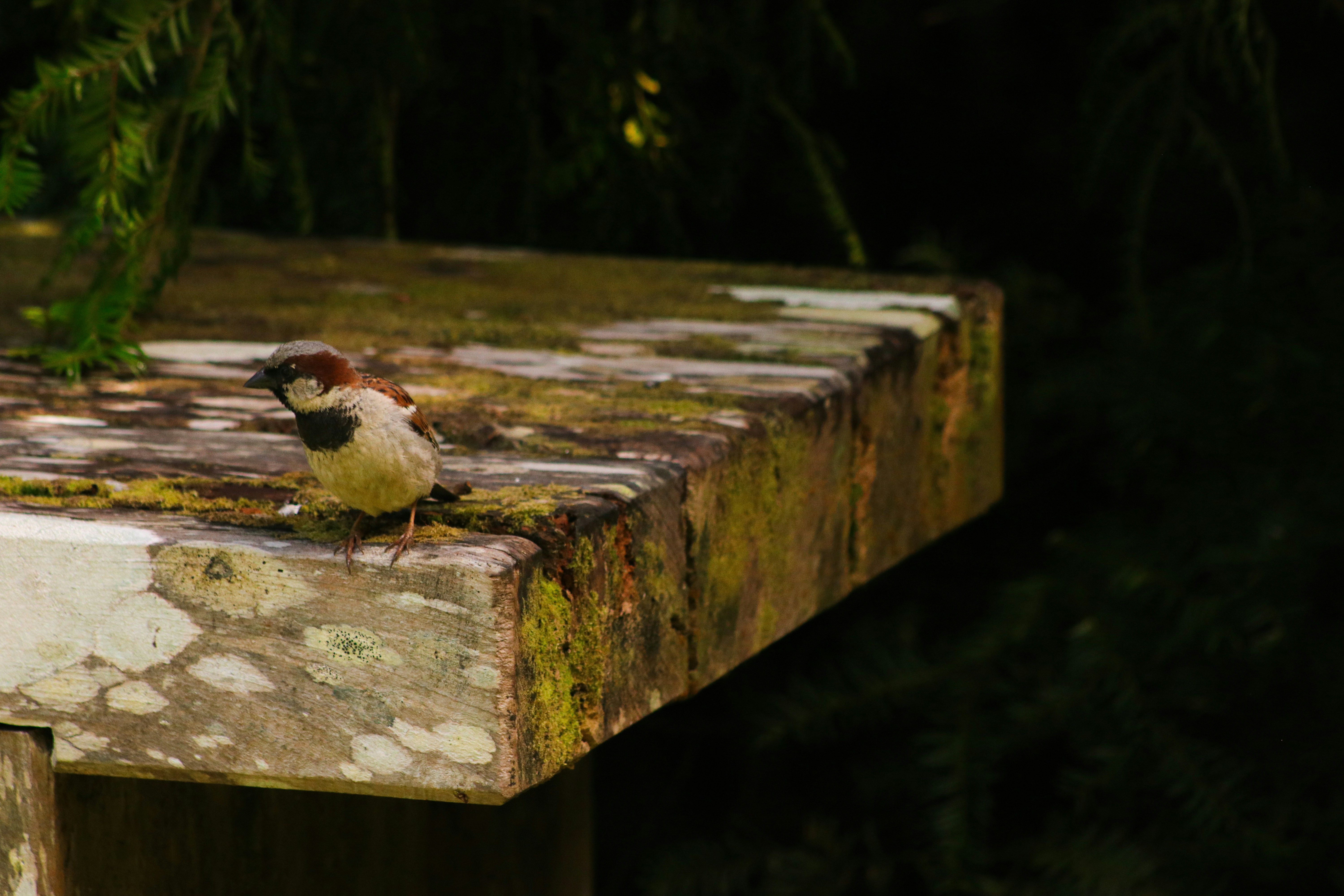 Mossy Ledge Watch: Sparrow on a Quiet Span