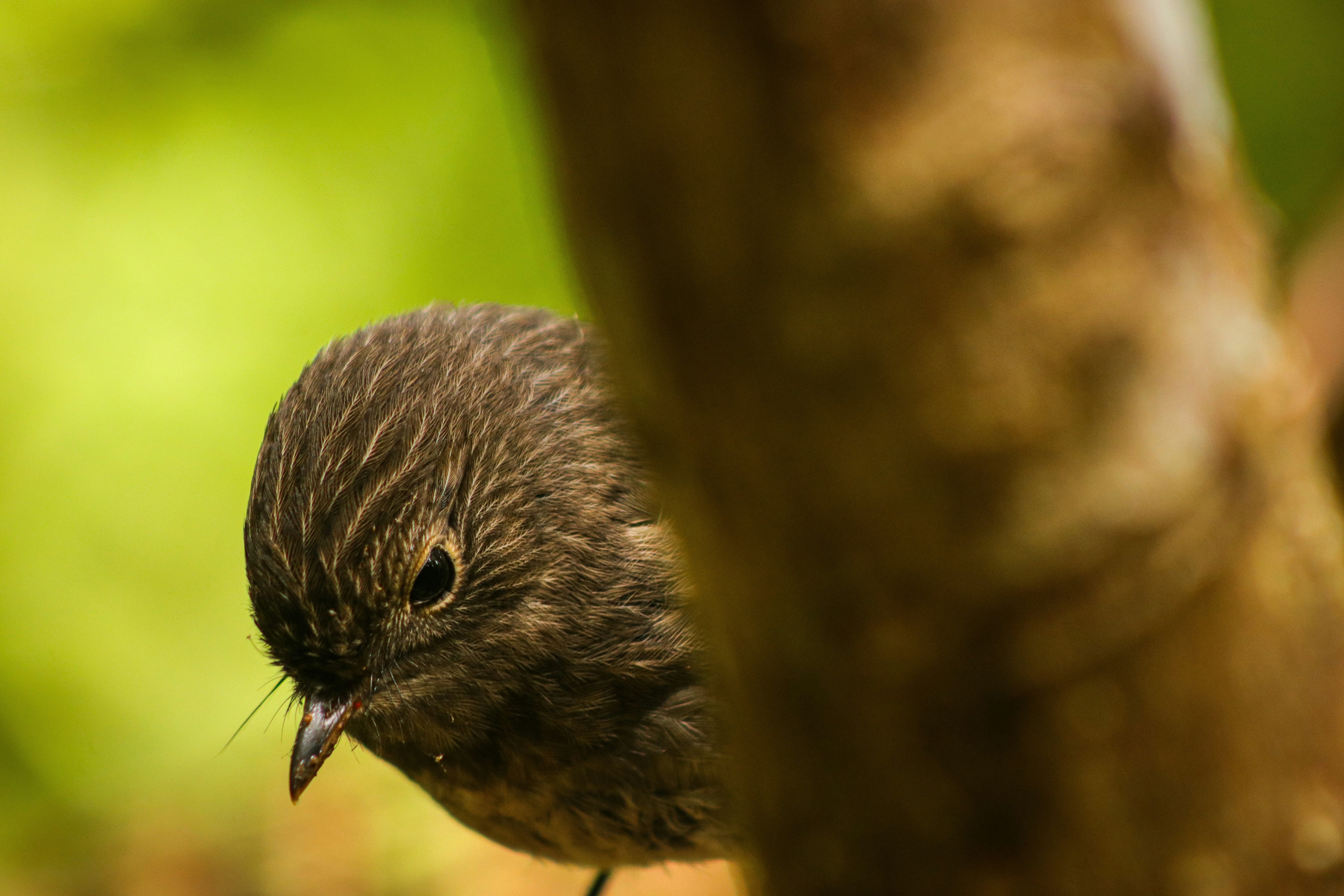 Shadowed Beak: a forest bird peeks from the shade