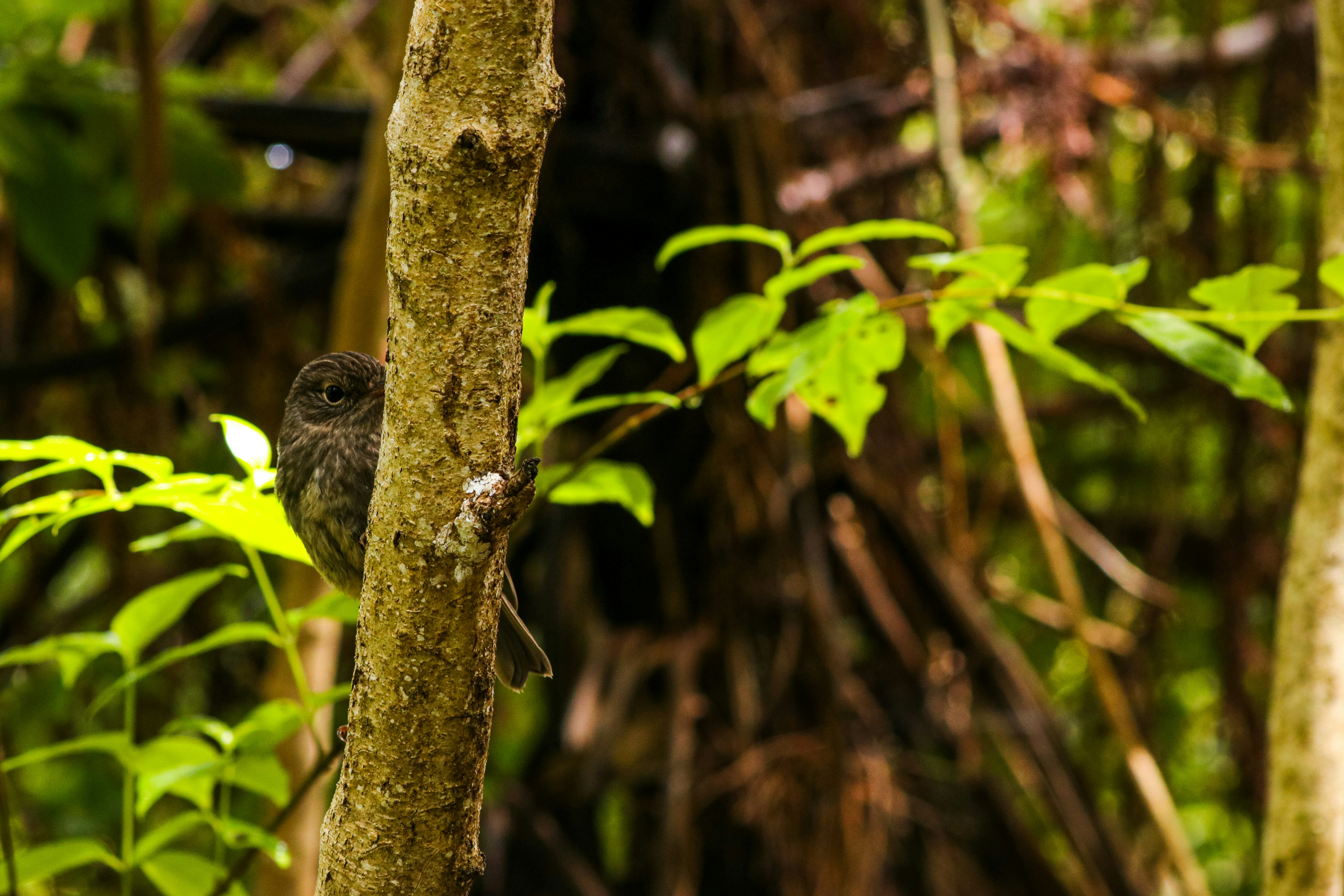 Small bird peering around a tree trunk amidst lush green foliage.