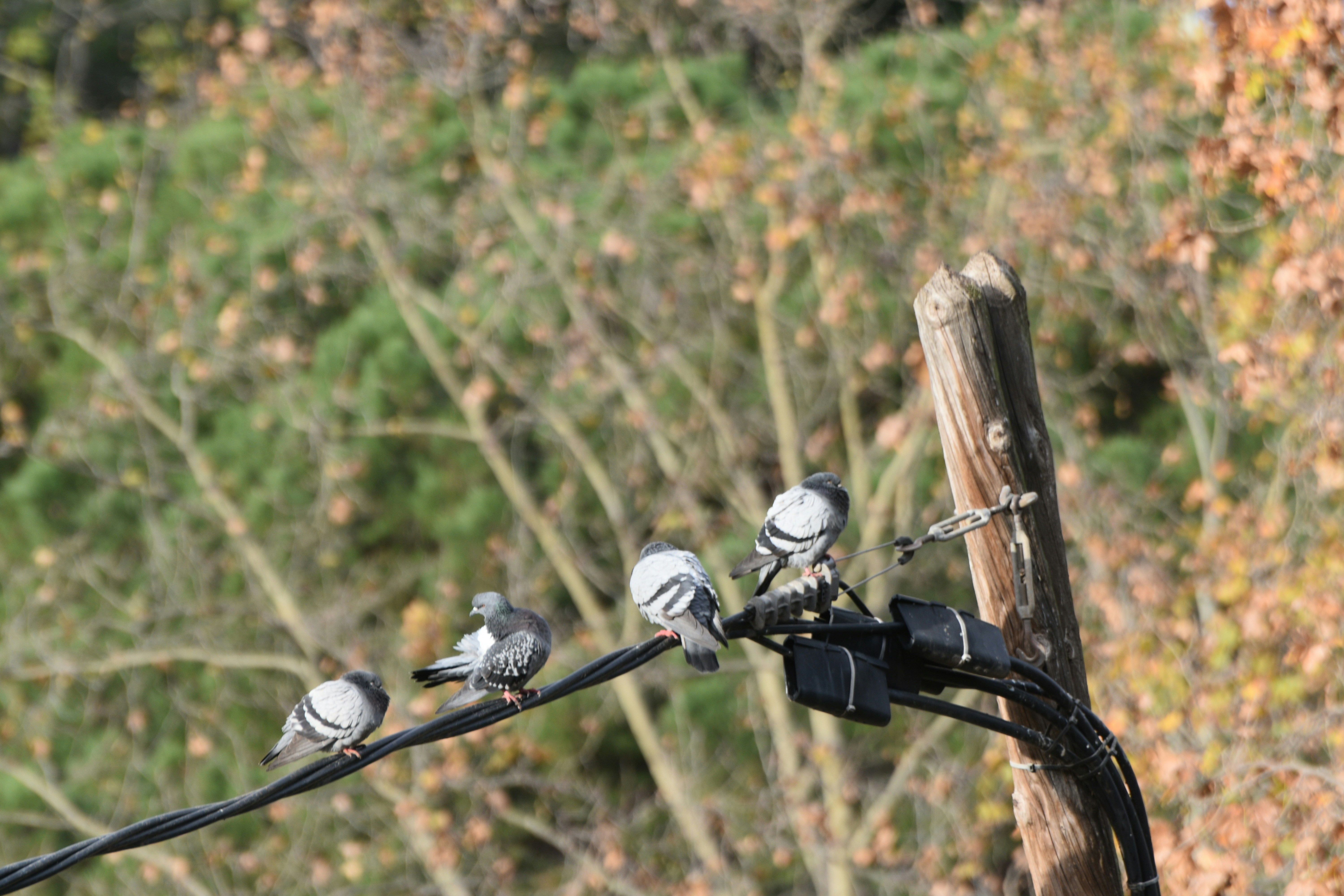 Birds Take Position on a Weathered Fence Wire