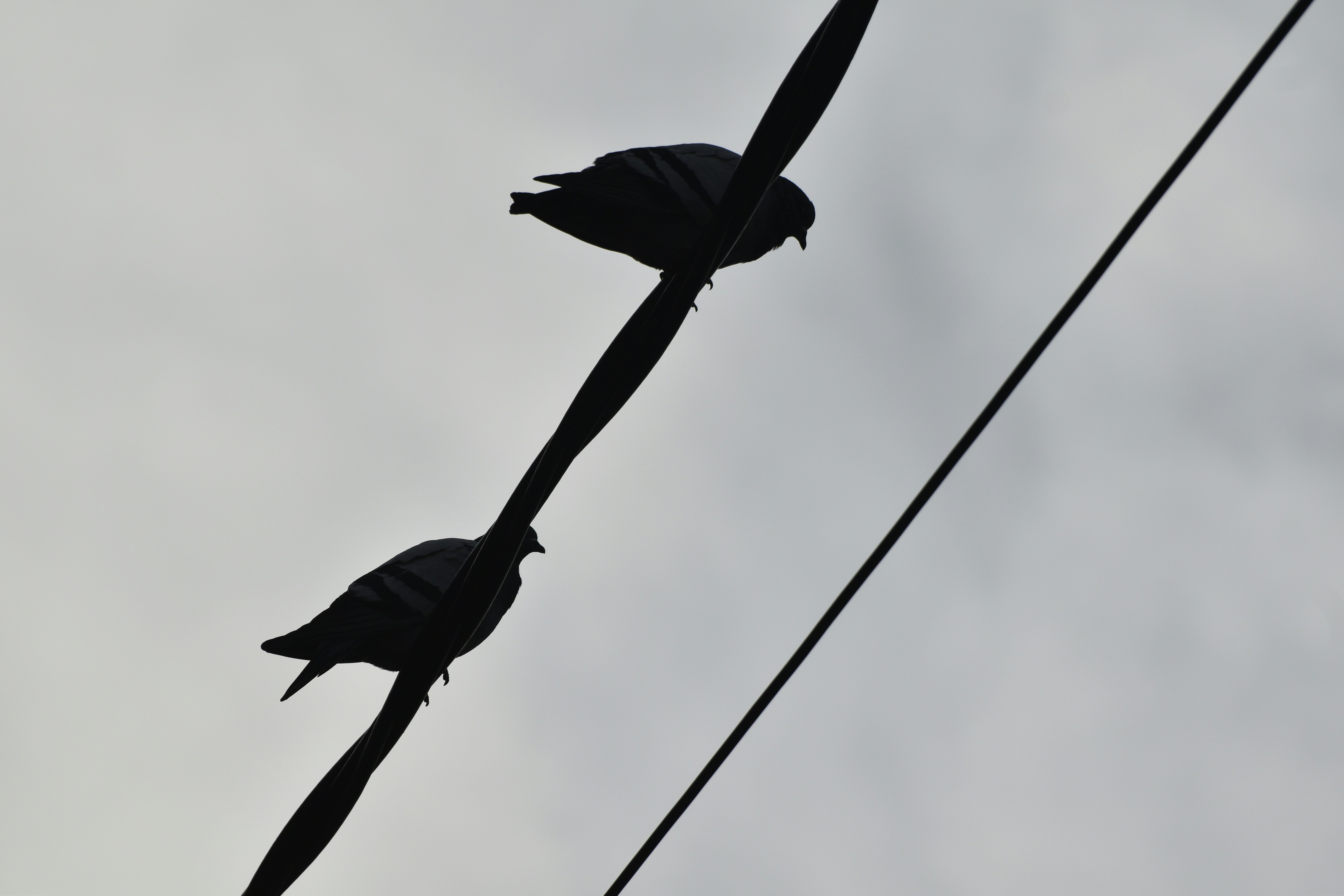 Silhouetted Companions on a Wire