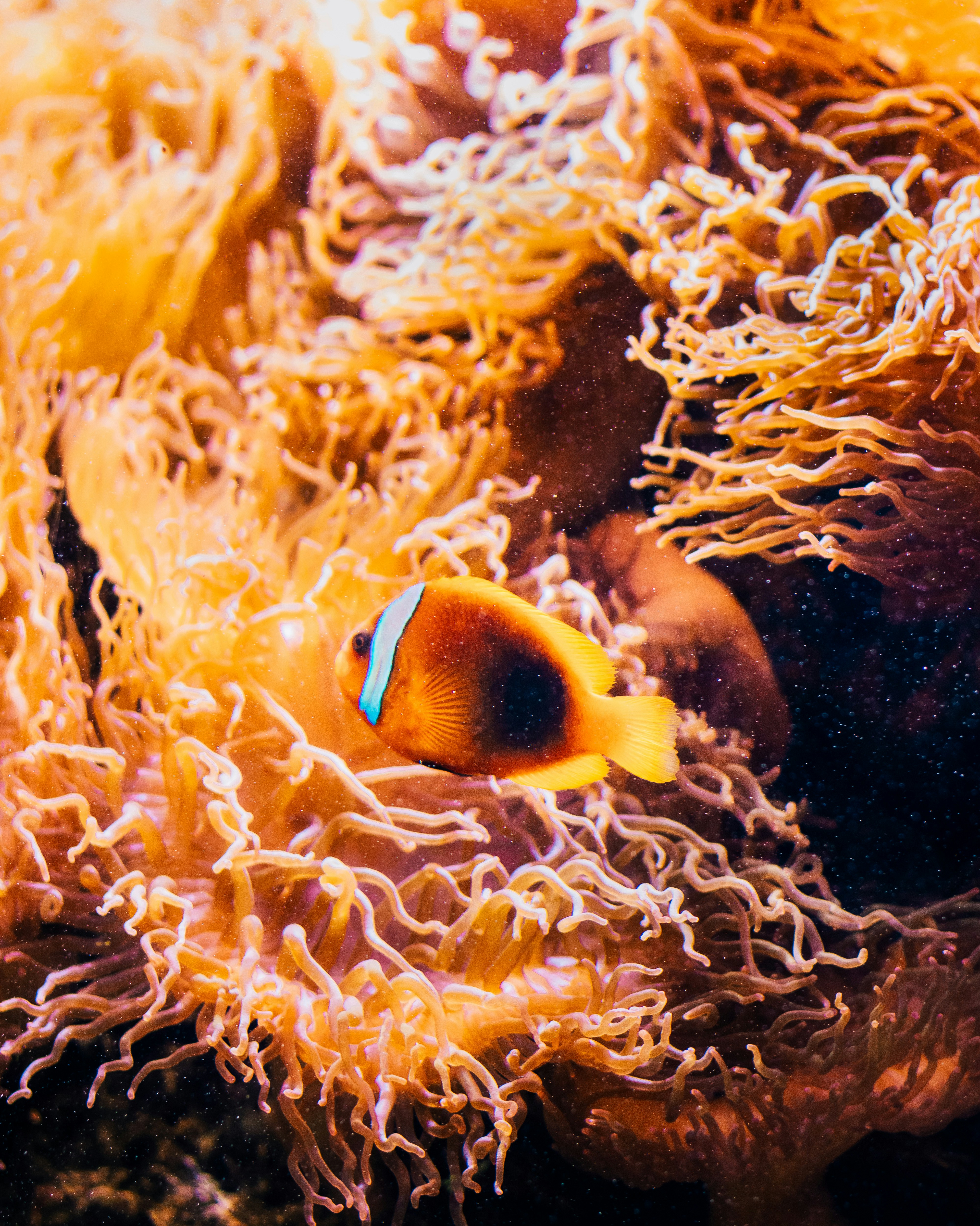 Vibrant clownfish navigating through a coral reef, surrounded by flowing anemone tentacles. The scene captures the intricate ecosystem of underwater life.