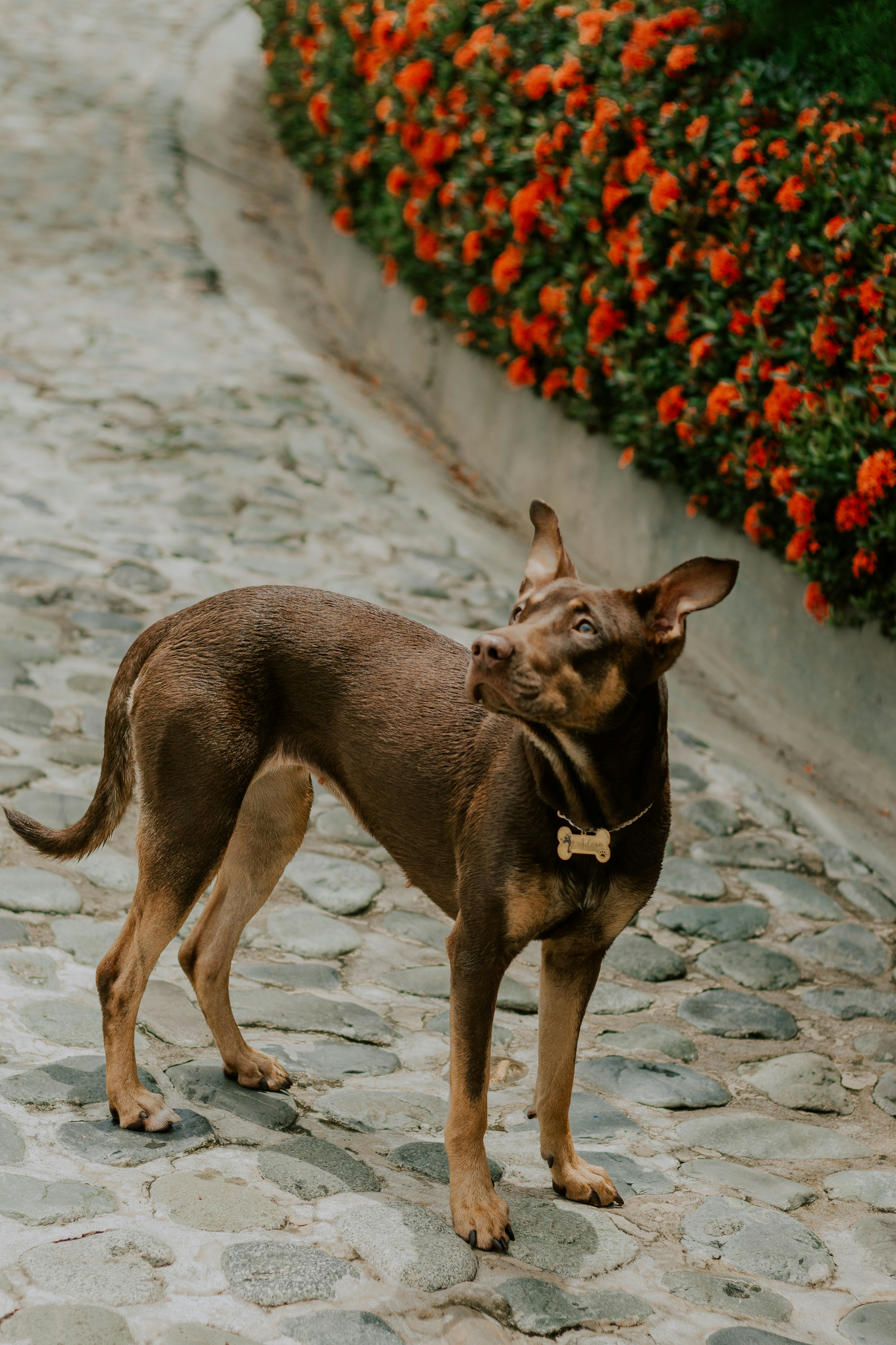 A brown dog standing on a cobblestone road photo – Free Flower Image on ...