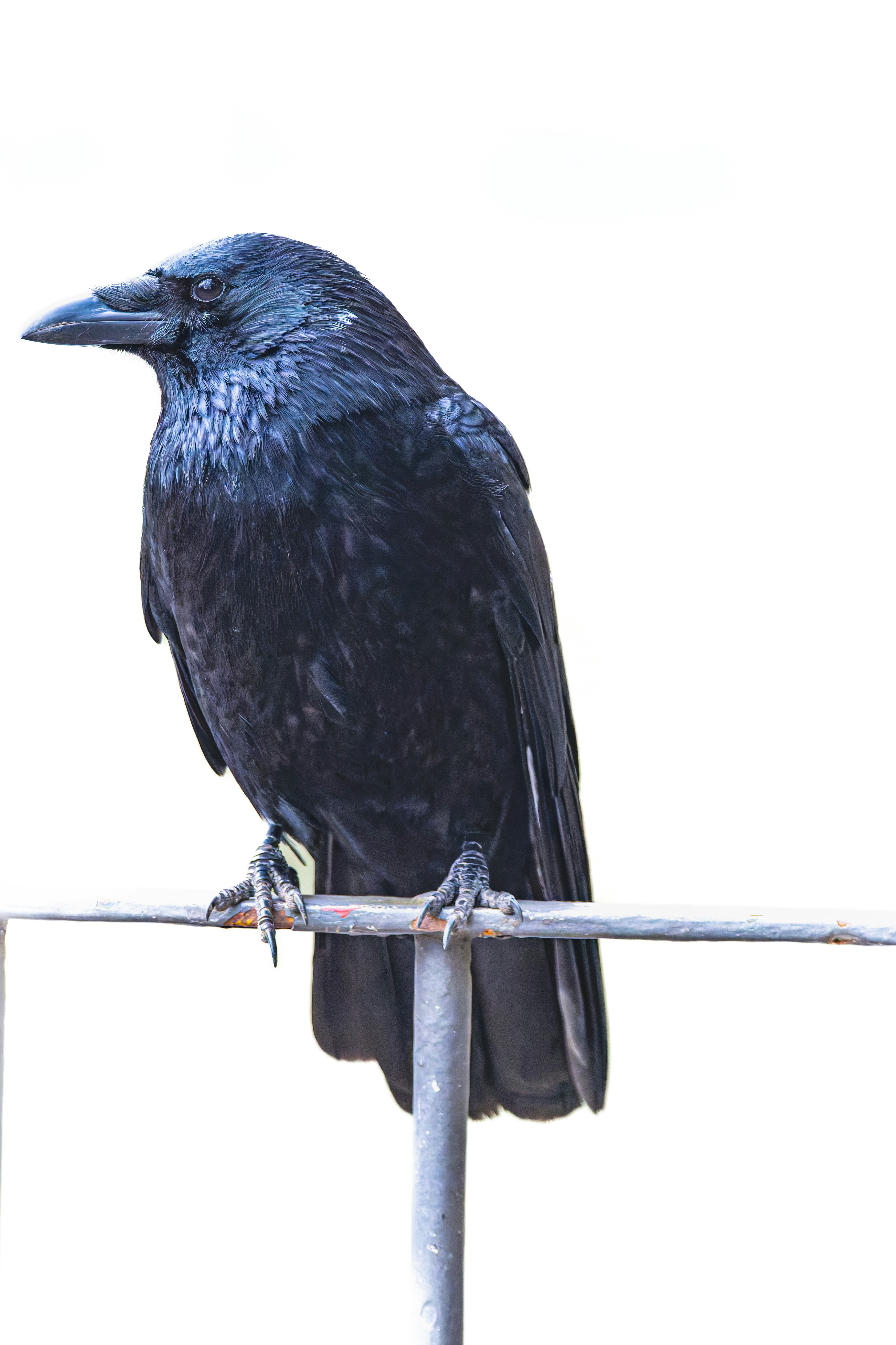 Noir Raven on a Weathered Rail: A Quiet Portrait in High Key.