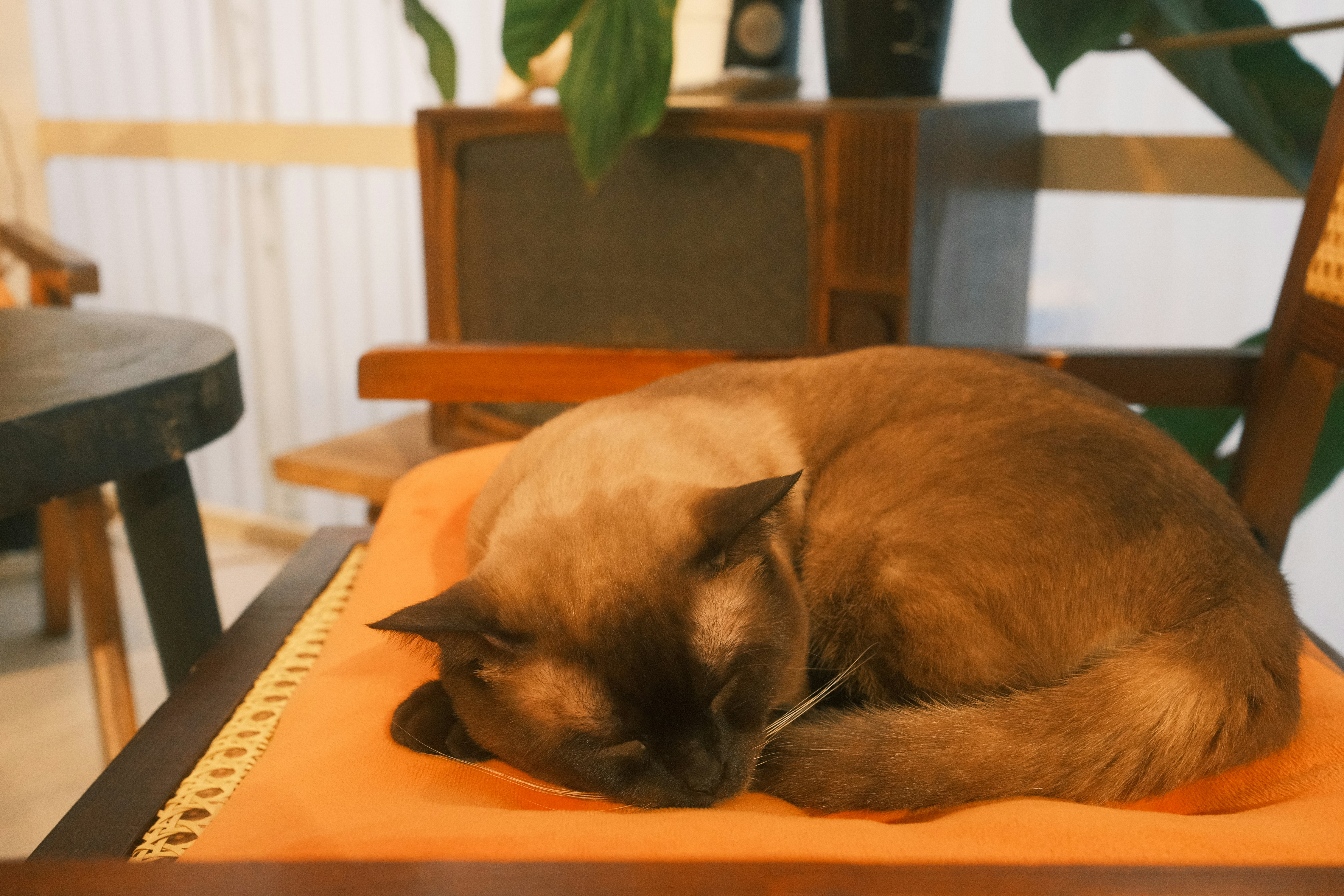 Citrus Glow Catnap on a Velvet Orange Cushion