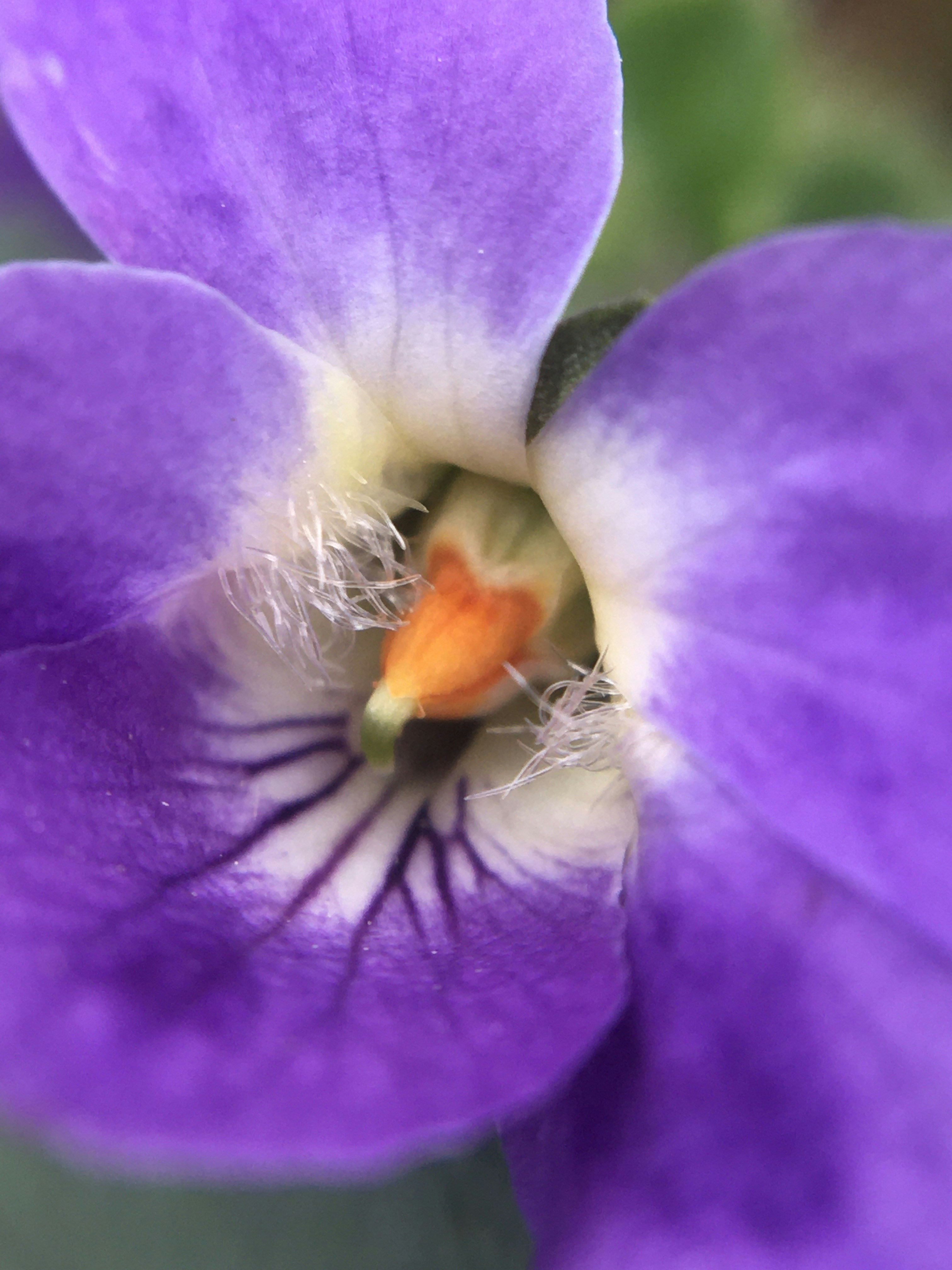 Heart of Violet: Macro Reveal of a Flower's Central Stamen