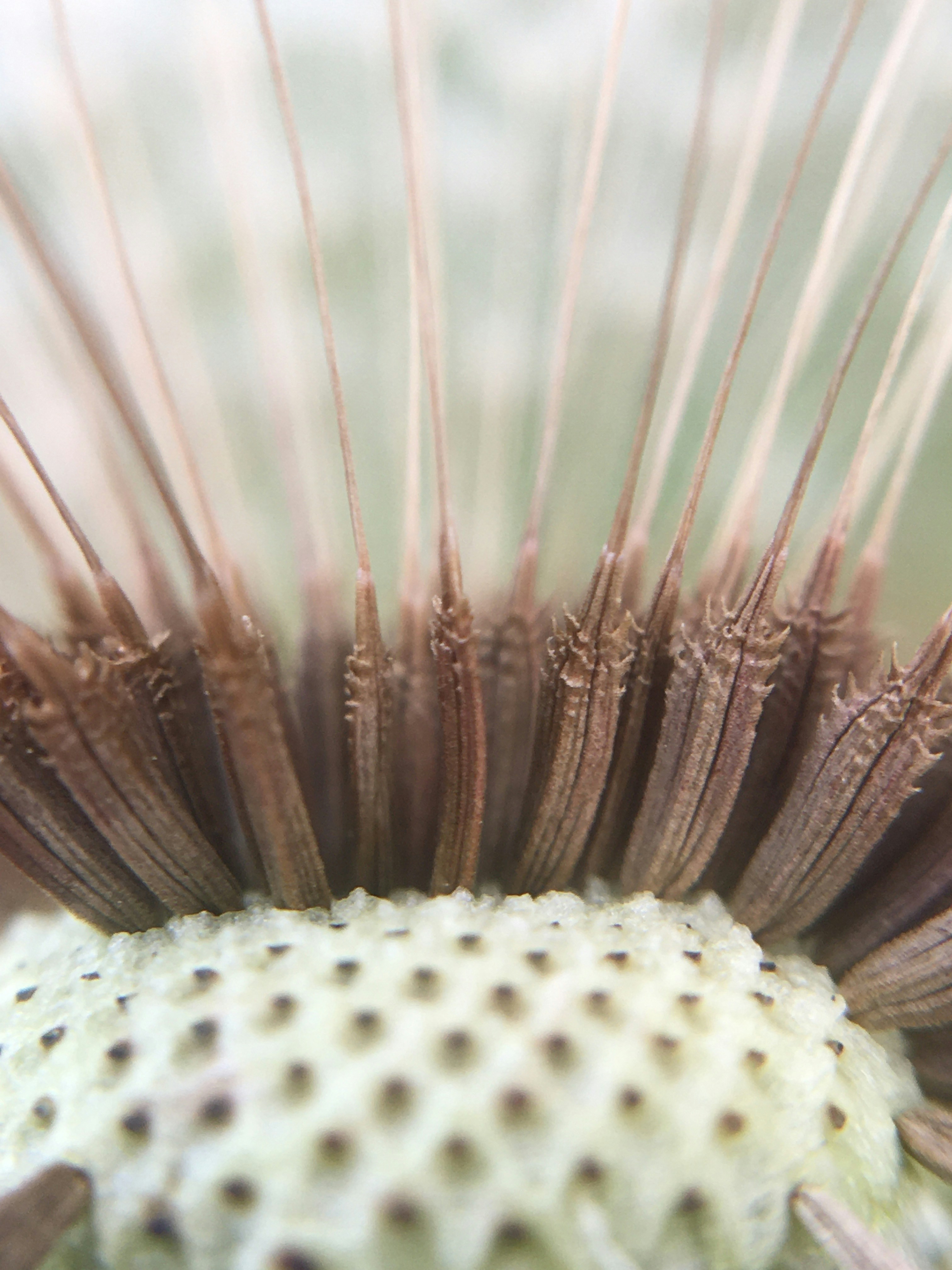 Detailed macro shot showcasing the unique textures and structures of a plant's reproductive elements. The image highlights the fine lines and patterns that define its natural beauty.