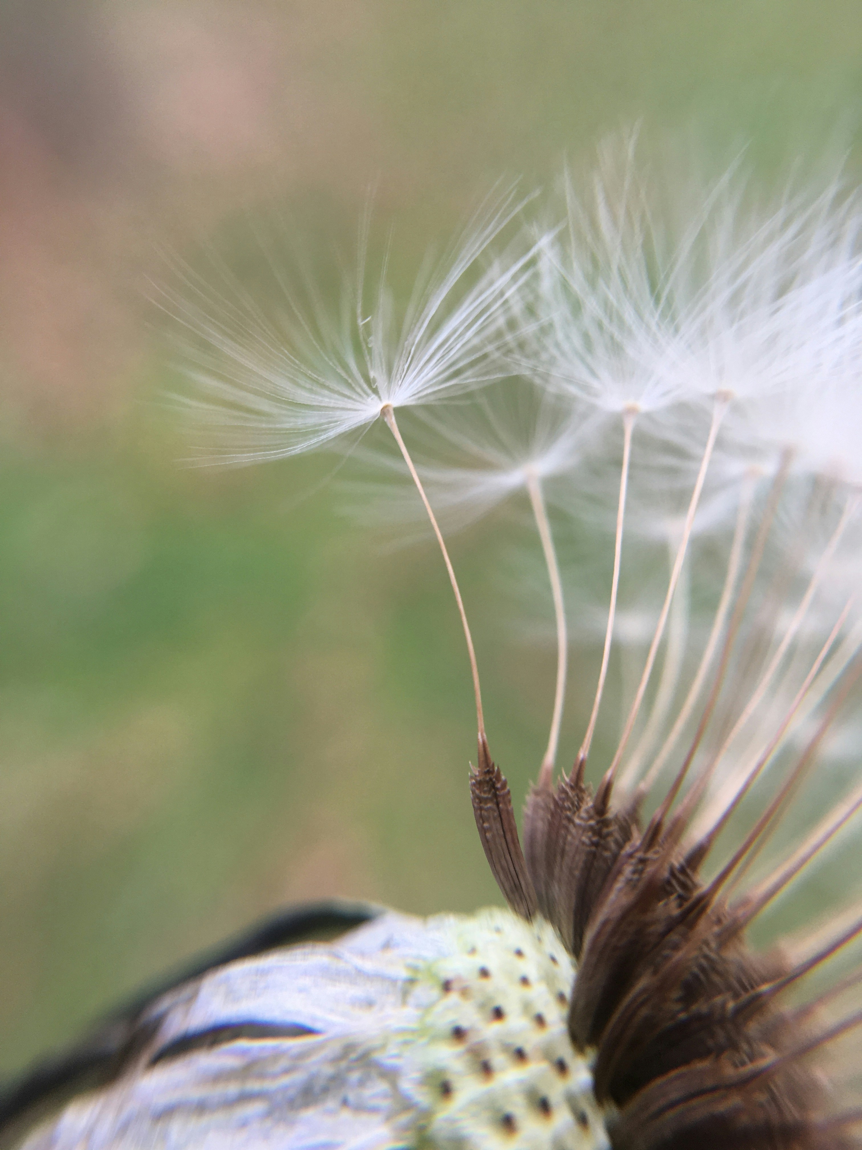 Dandelion Seed Wake: Macro Details in Soft Focus