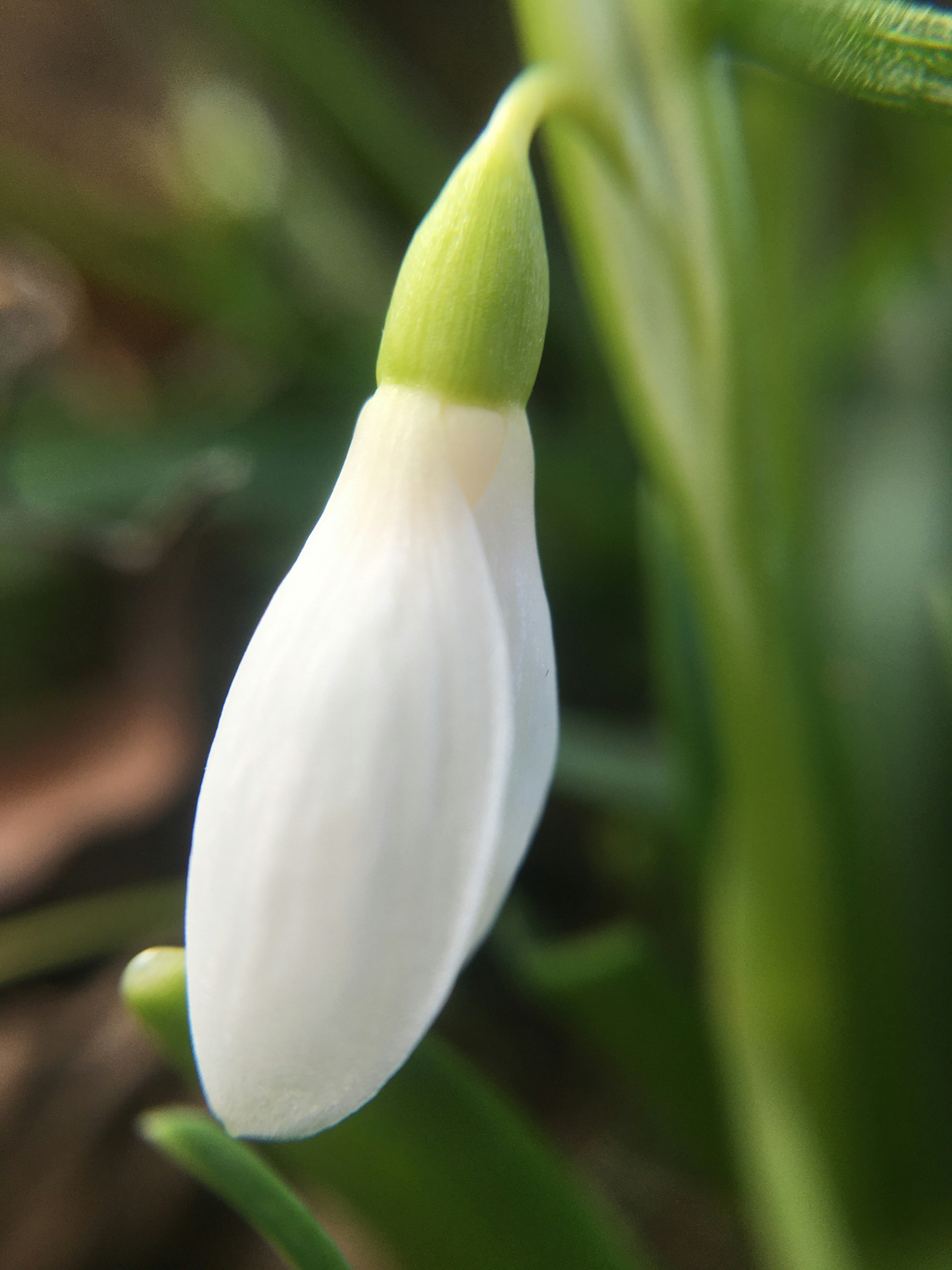Petal Promise: Close-Up of a Snowdrop Bud in Morning Light