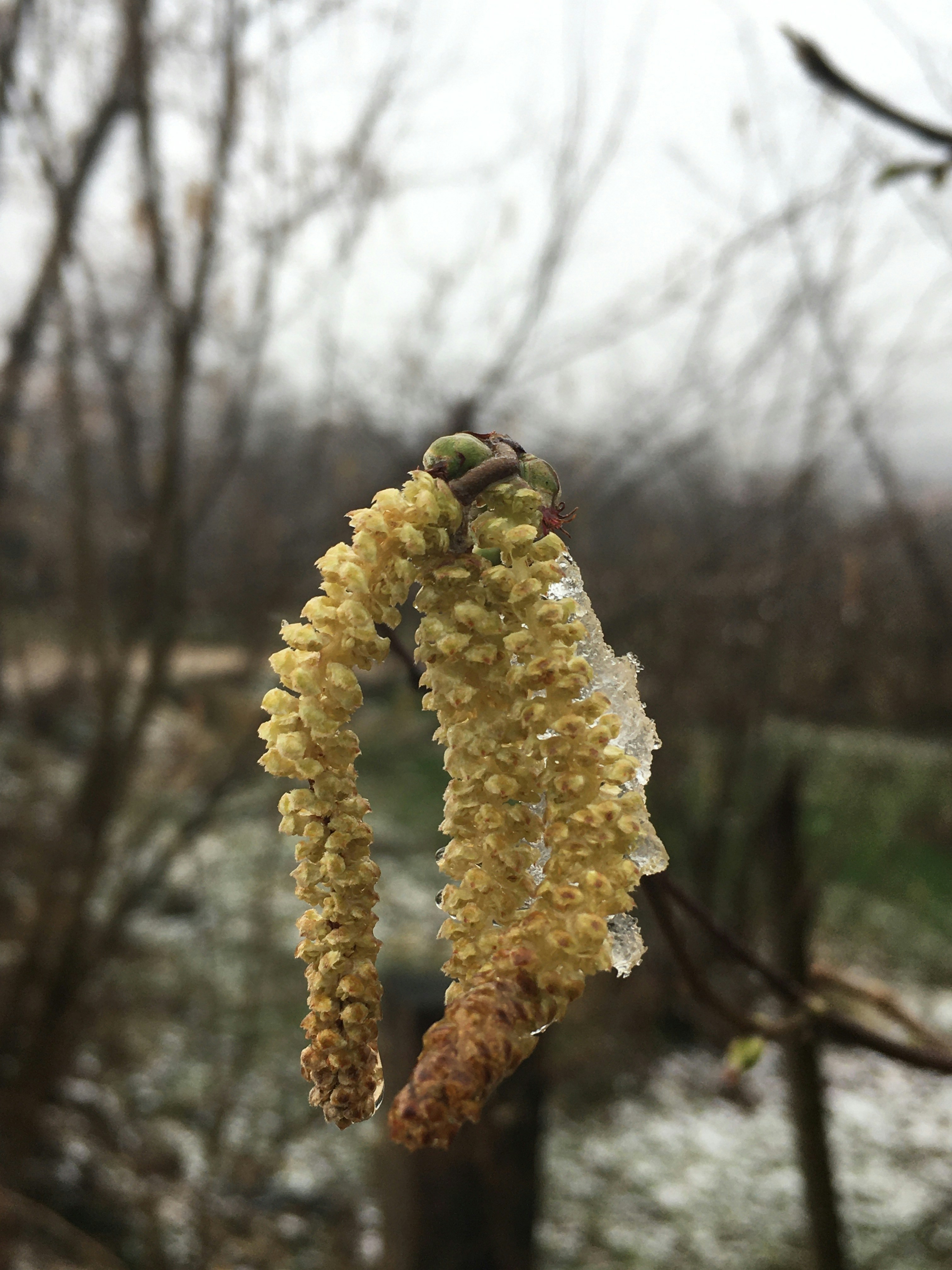 Ice-Kissed Catkins on a Bare Winter Branch