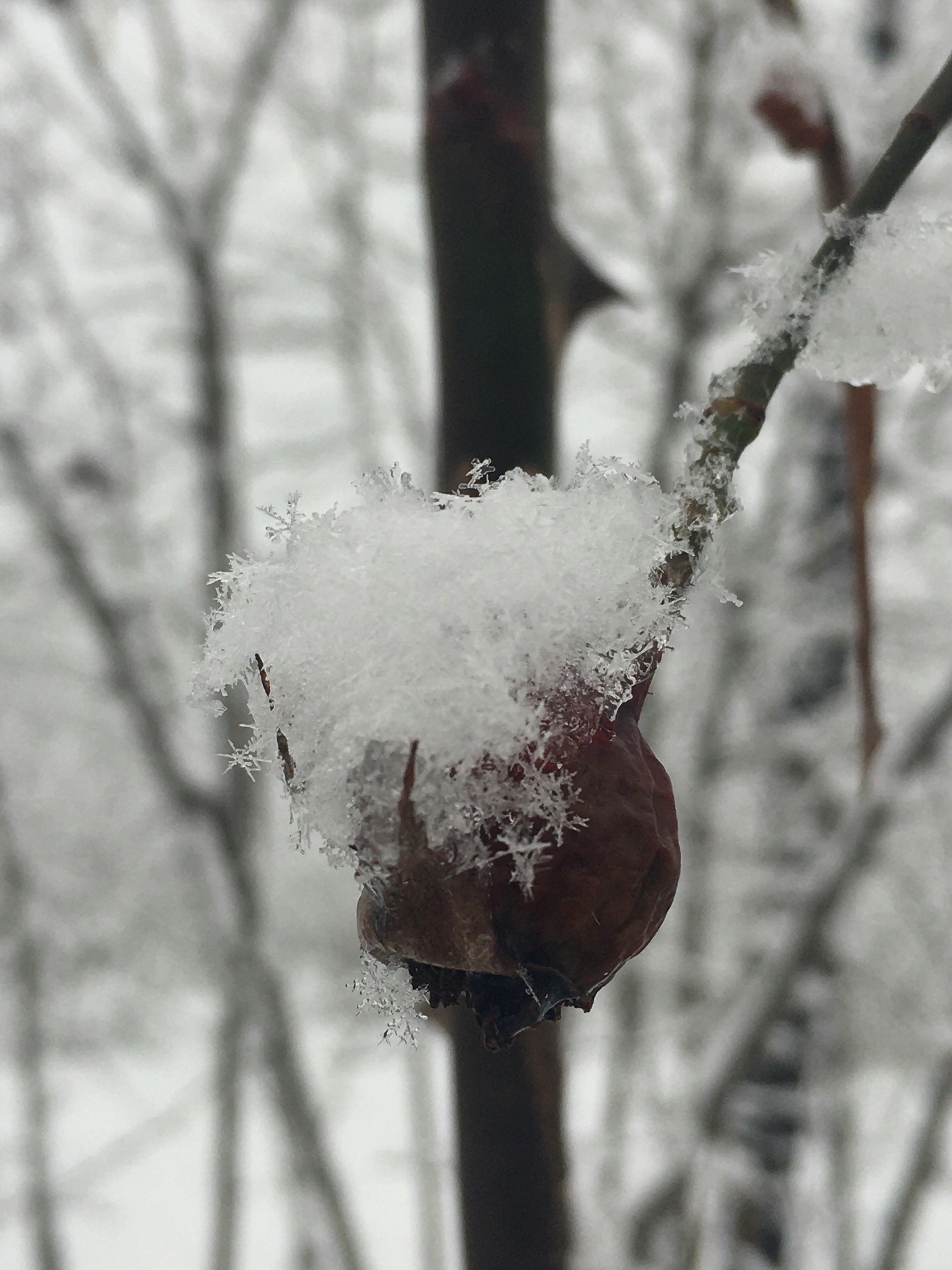 Winter's Embrace: Nature's Frosted Blossom