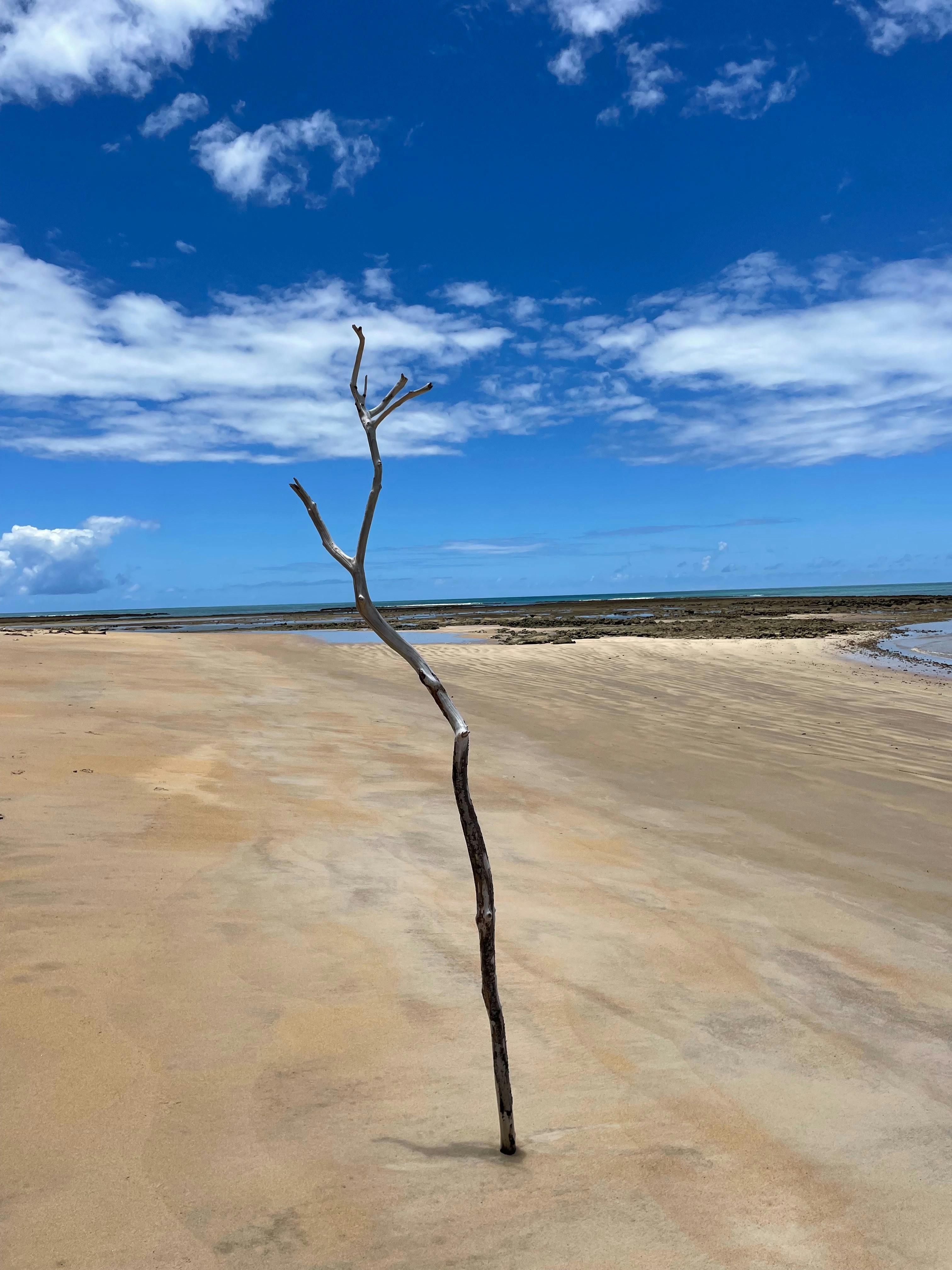 A tree branch sticking out of the sand on a beach photo – Free Outdoors ...