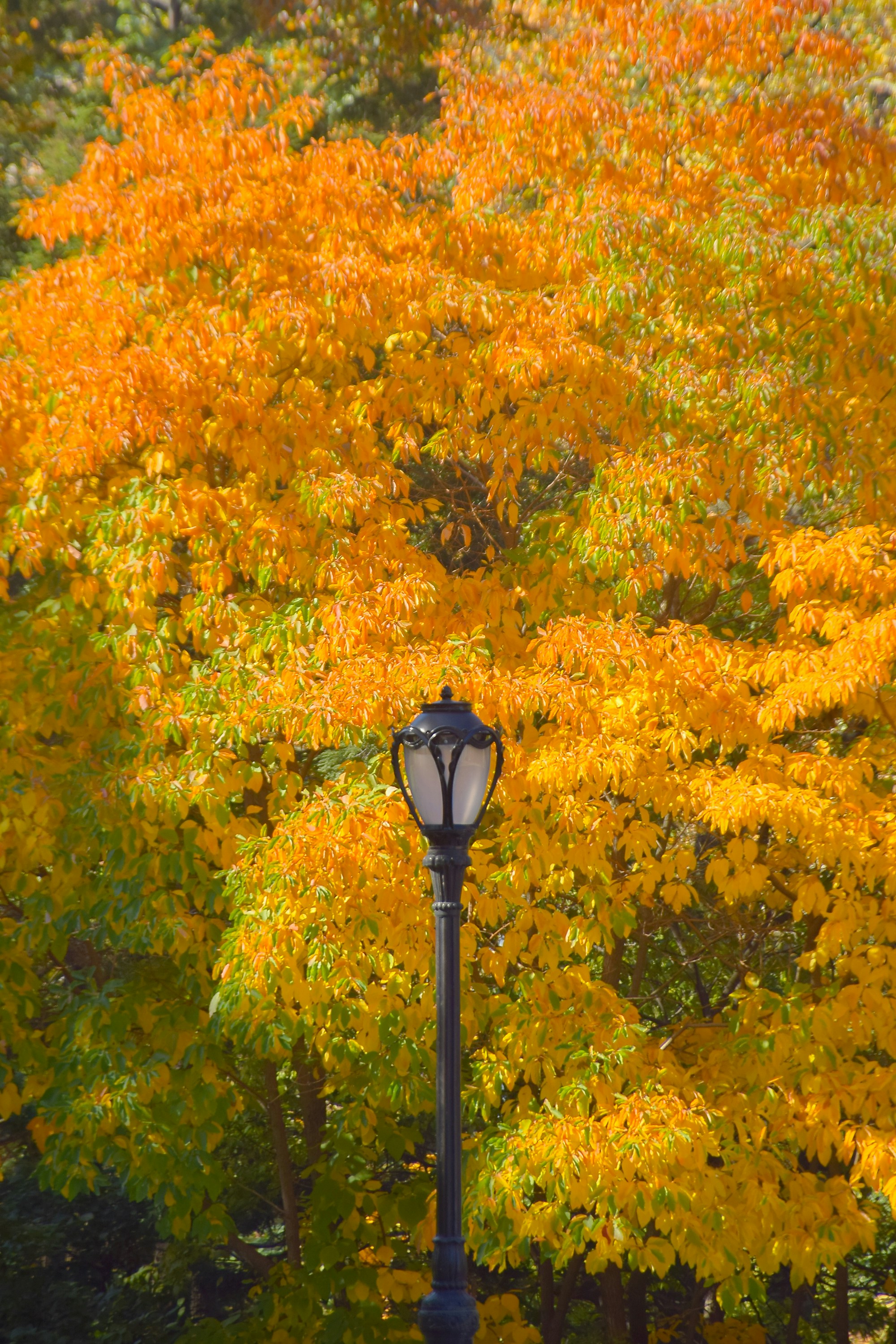 Iron Lantern Amid a Golden Autumn Canopy