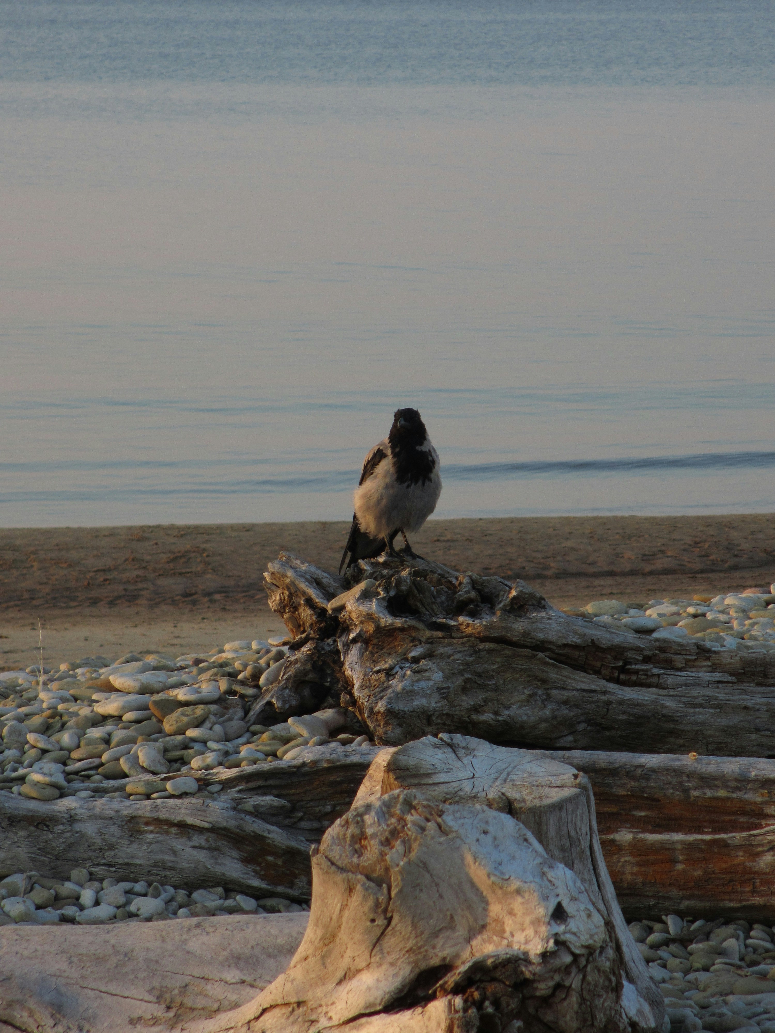 Canon IXUS 230 HS Sample Shots