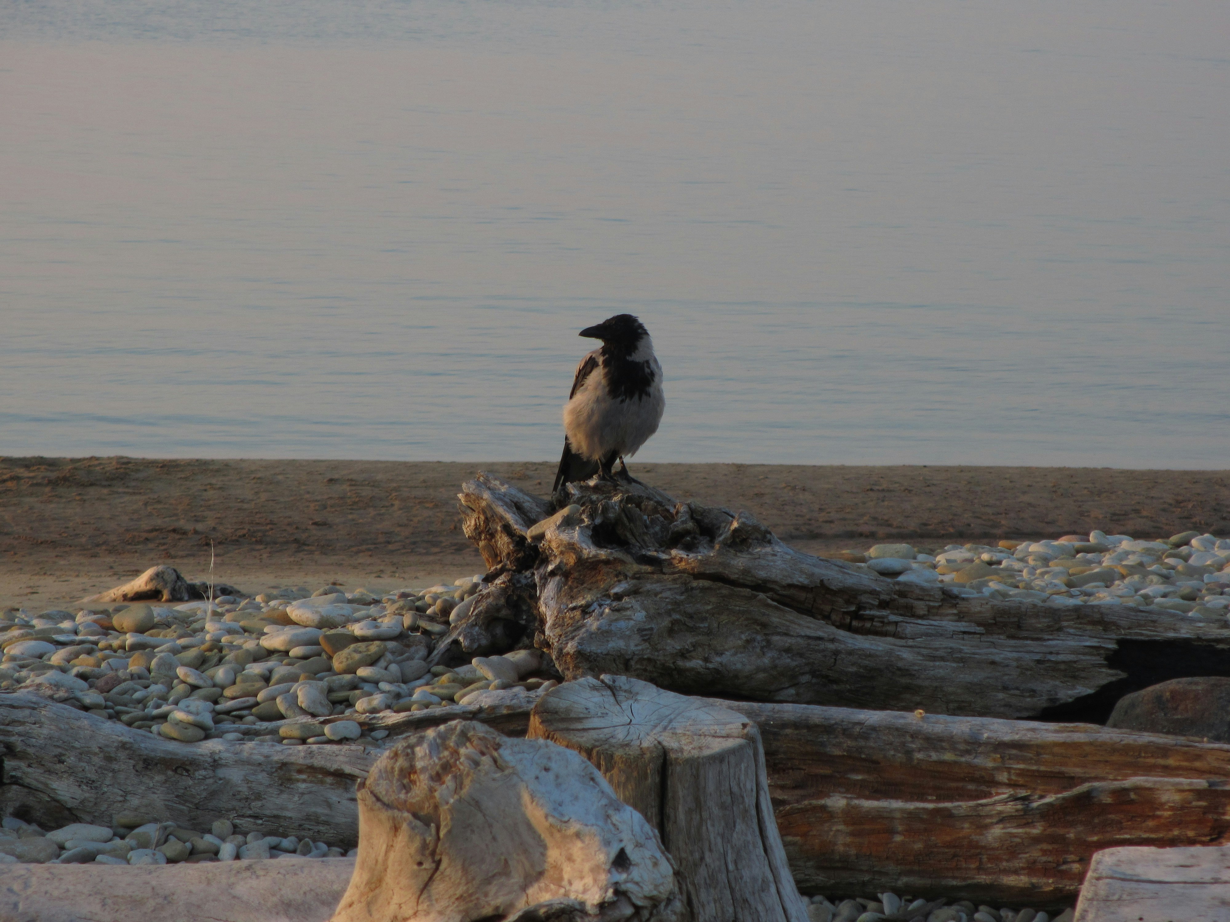 Canon IXUS 230 HS Sample Shots