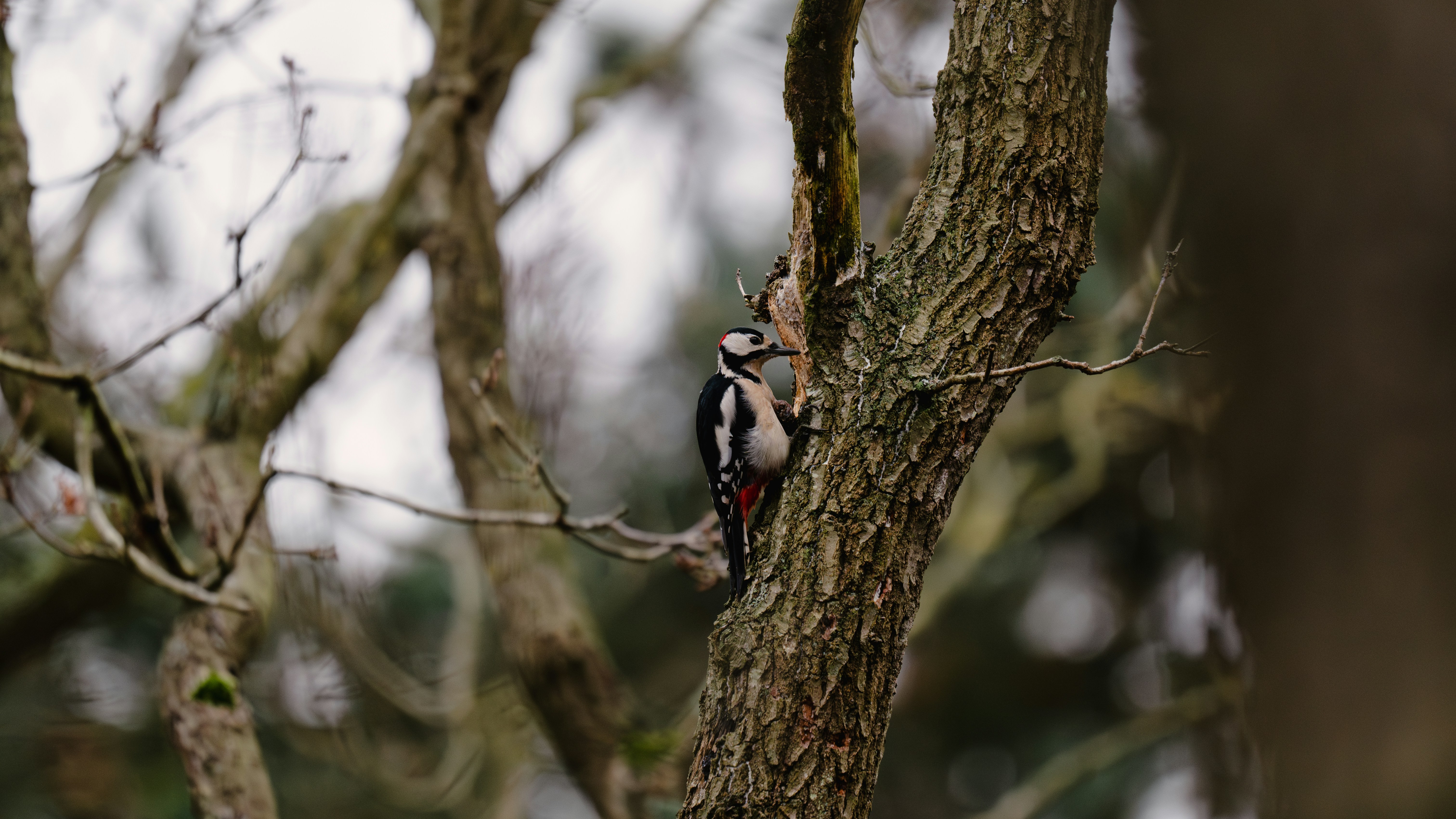 Red-Capped Woodpecker Clings to a Mossy Trunk in Quiet Light