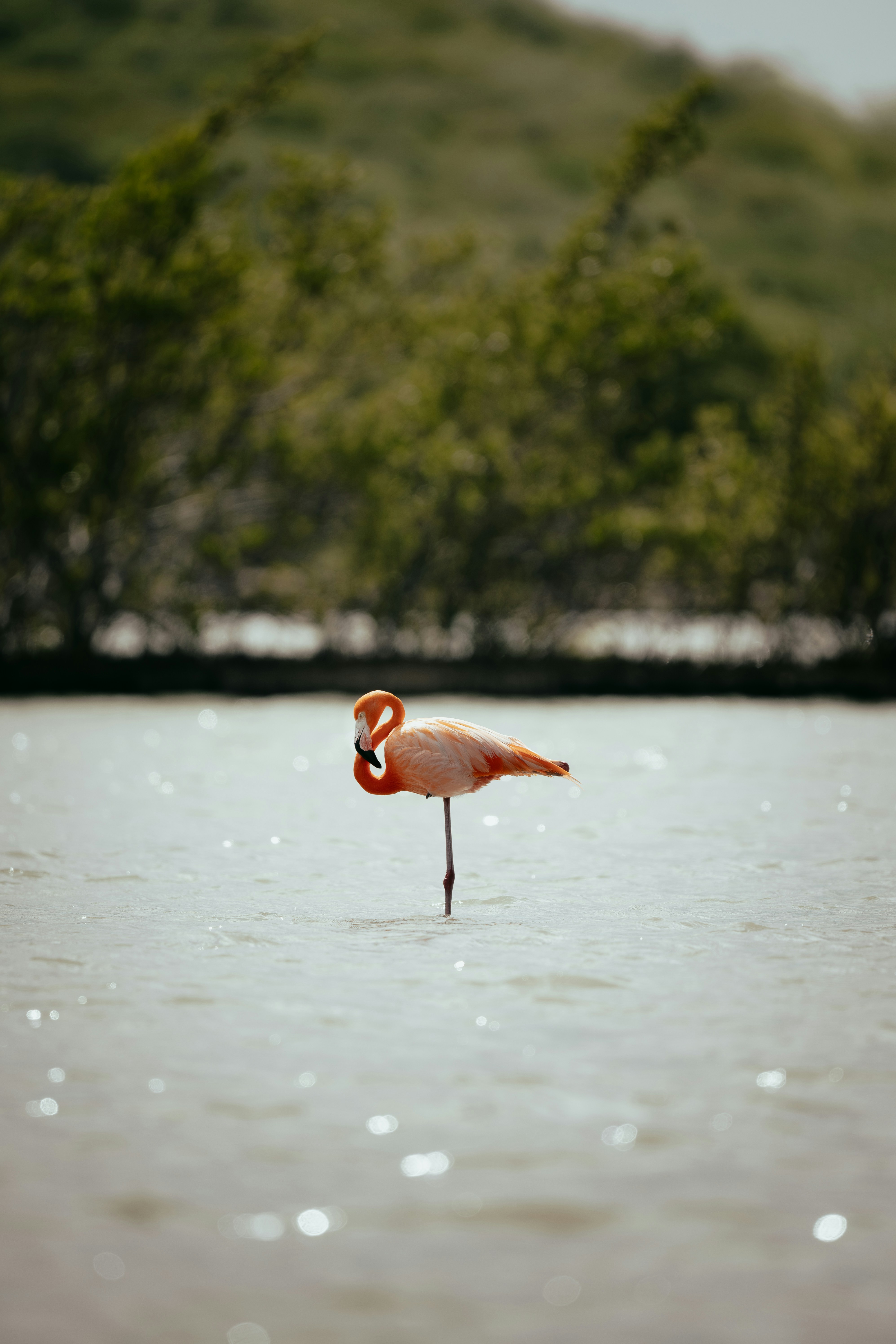 One-Leg Poise: Flamingo in a Dappled Marsh