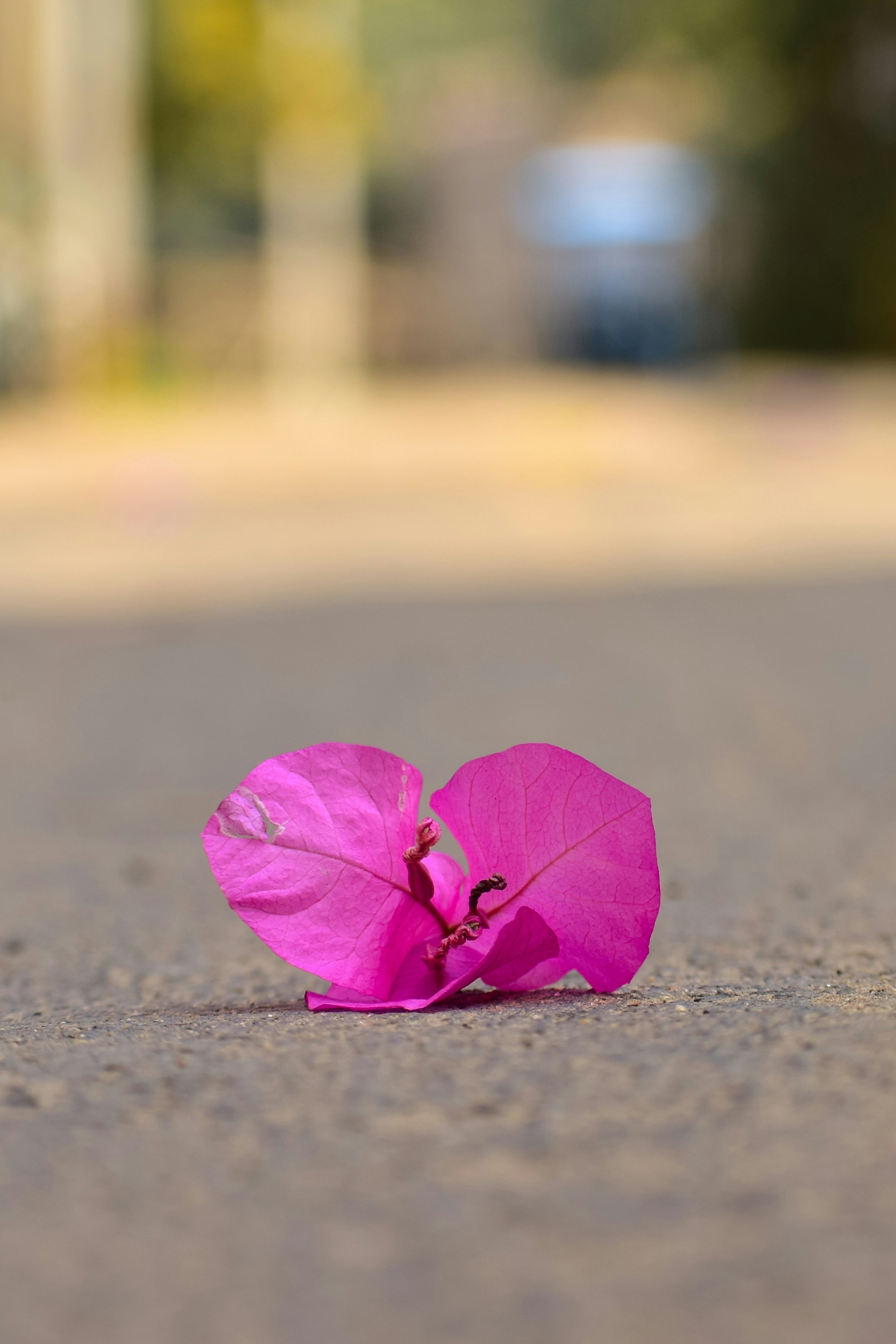 Vibrant pink bougainvillea petal rests on a sunlit concrete path.