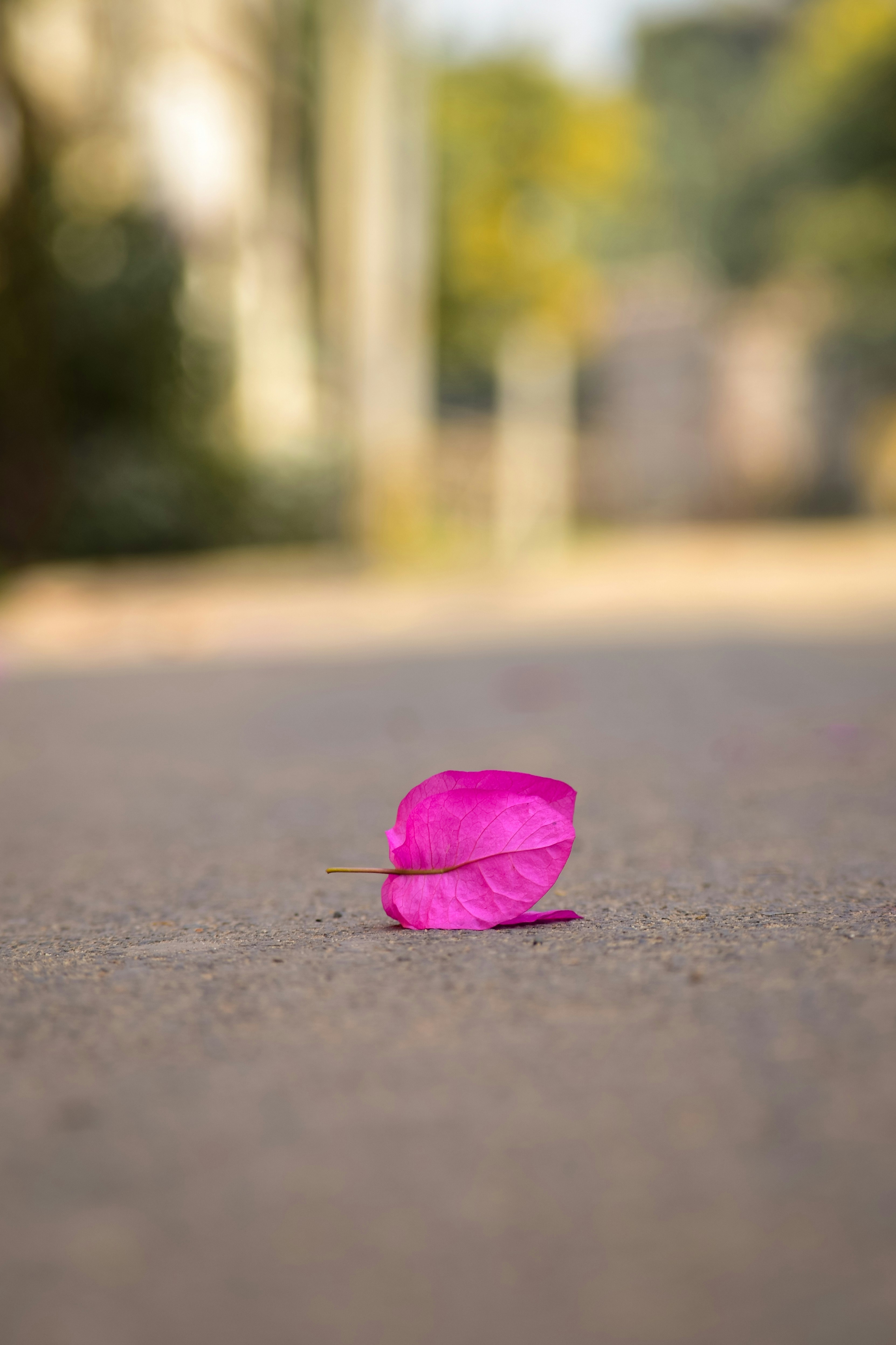 Crimson Petal on the Quiet Path: A Minimal Study in Color and Texture
