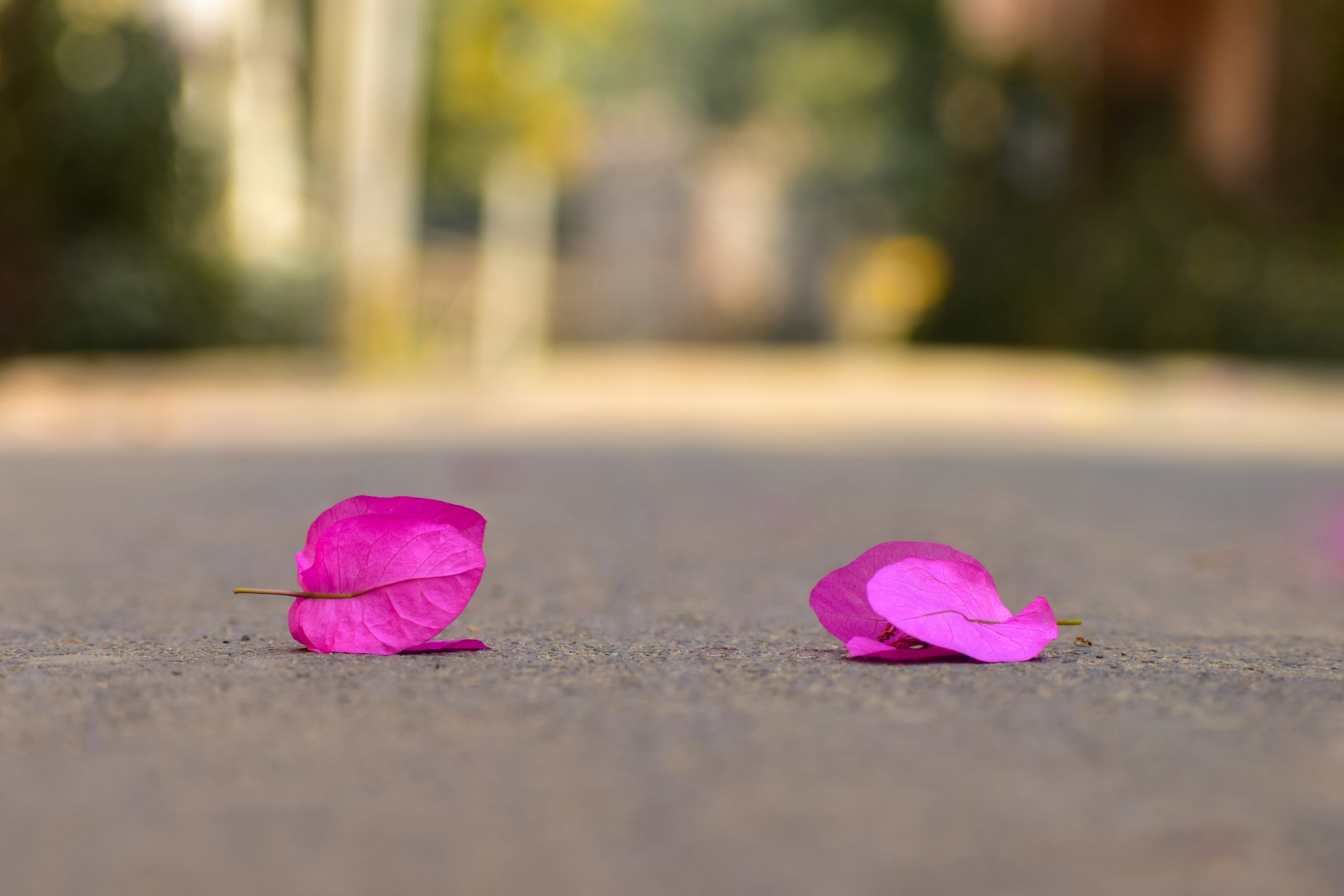 Vibrant pink bougainvillea petals resting on a sunlit pavement with a blurred background.