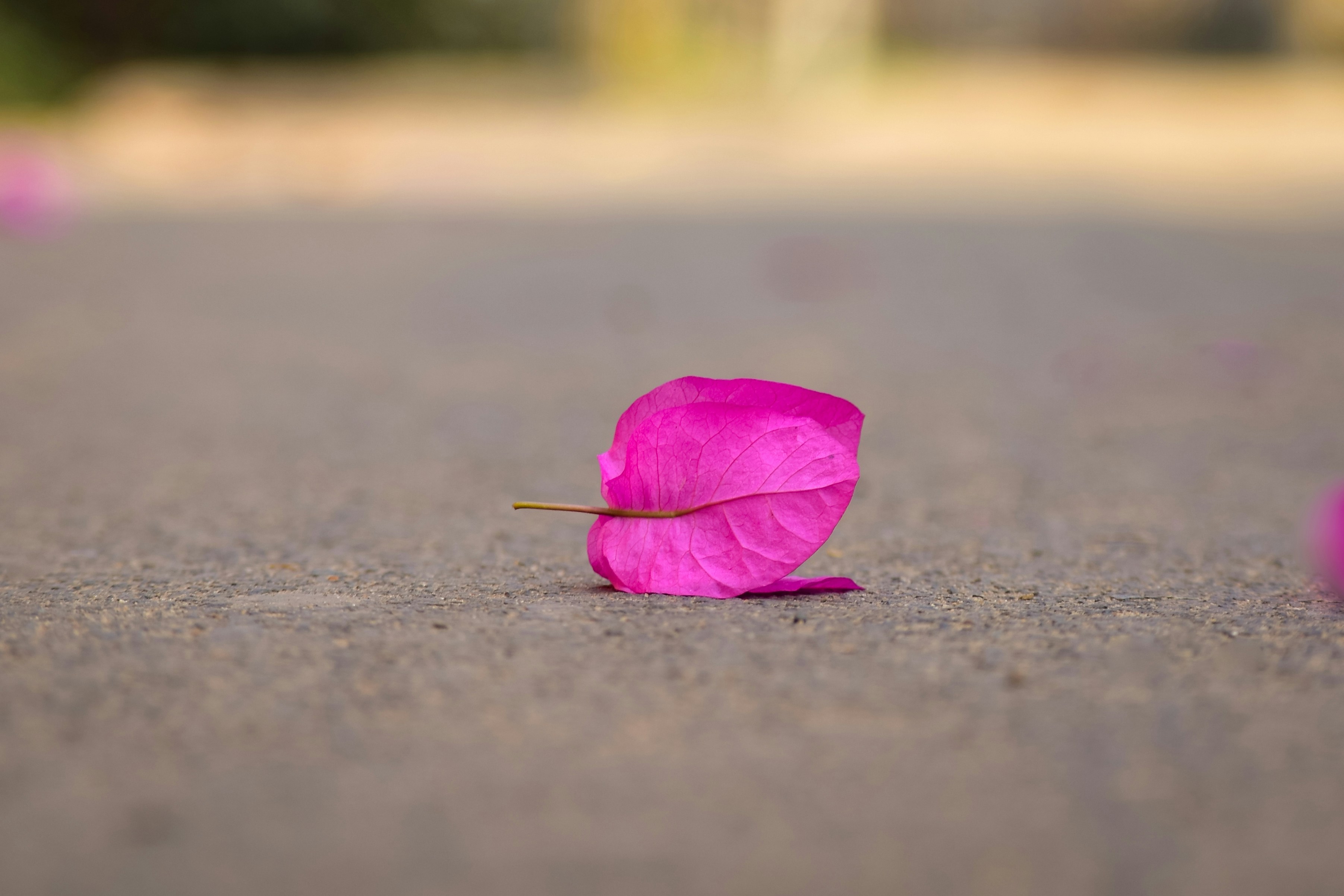 Single Fuchsia Petal on a Quiet Asphalt Stage