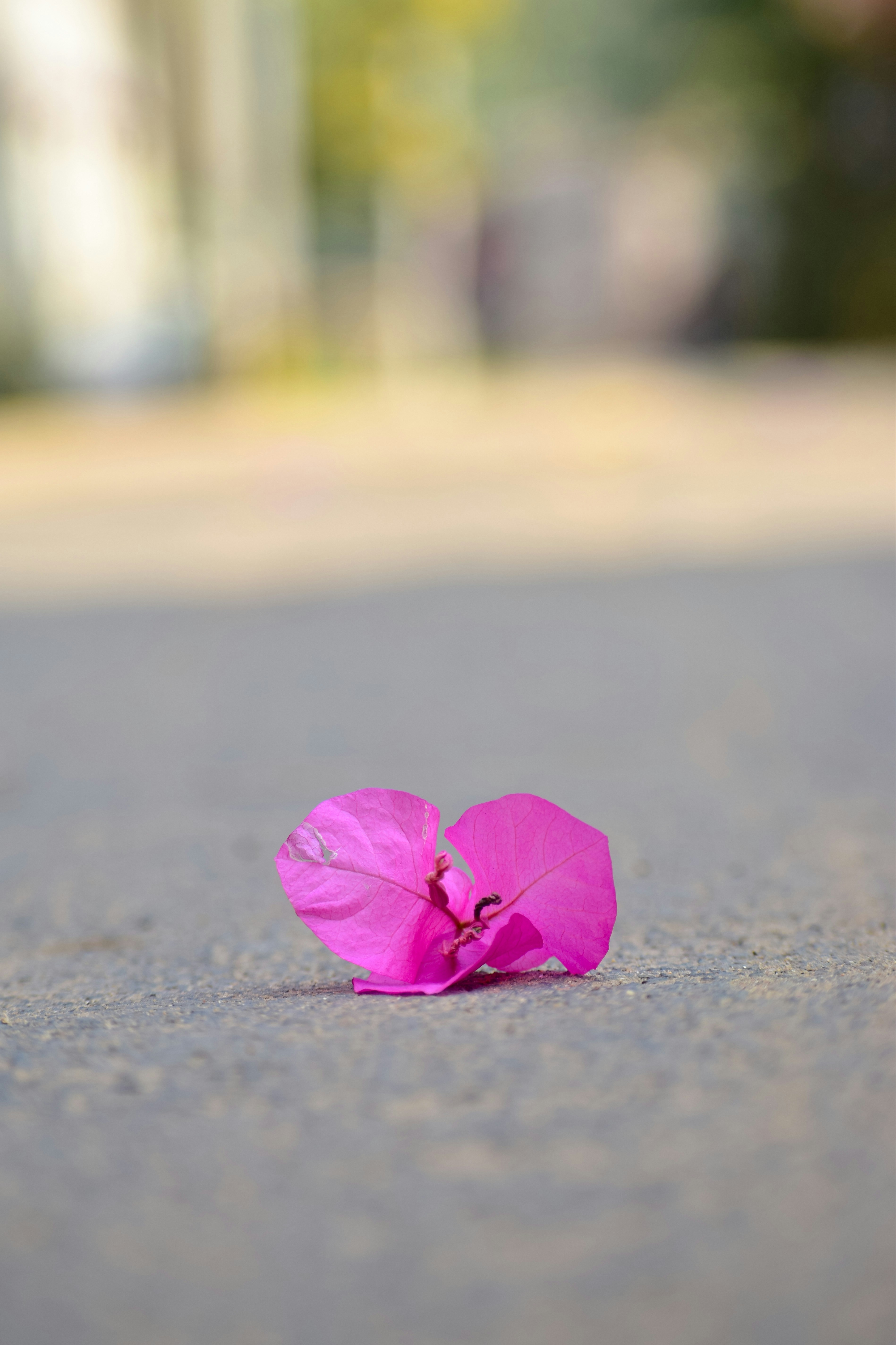 Pink Bougainvillea on Pavement: a Fragile Moment in Bright Afternoon