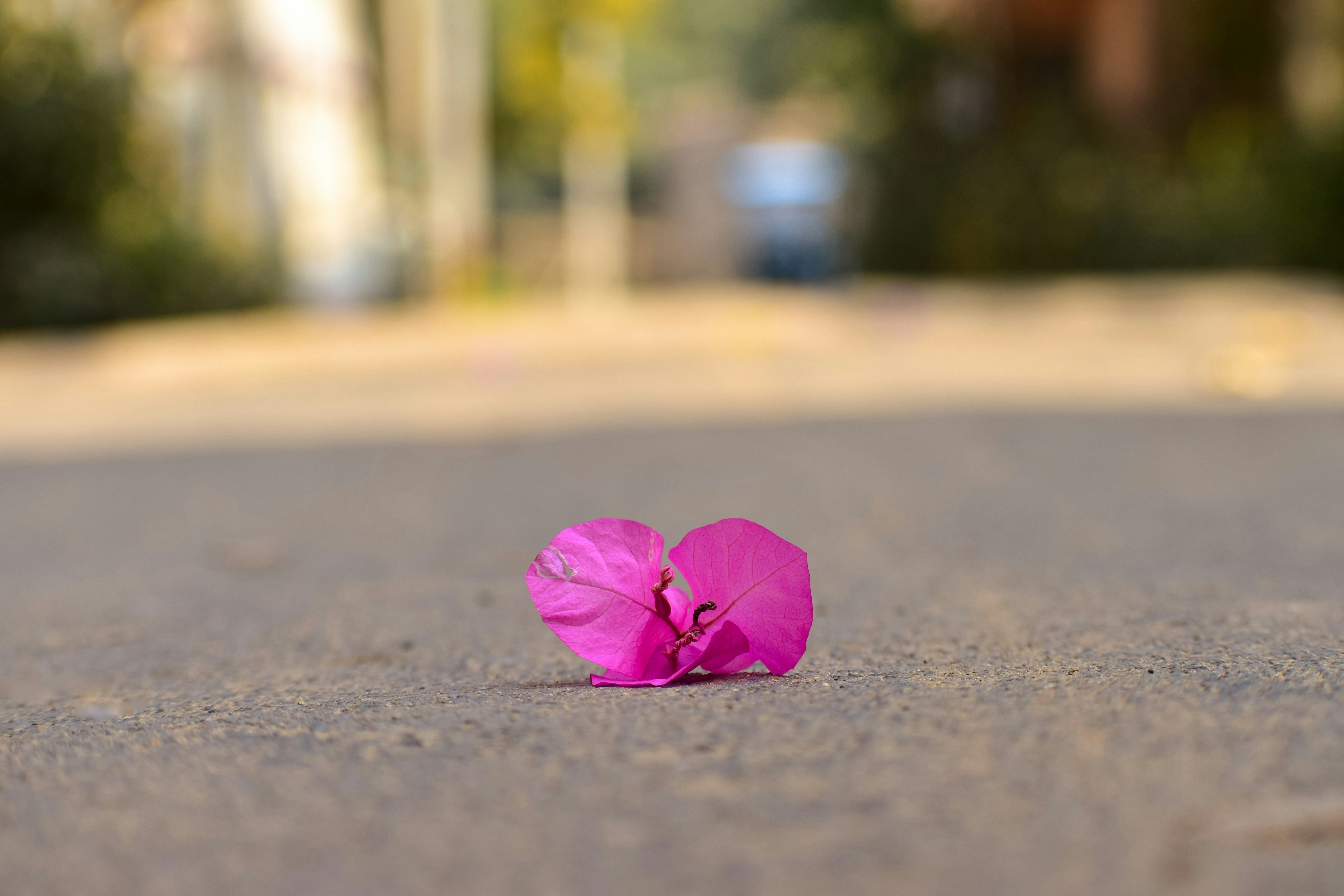 Solitary Blossom on Sunlit Pathway