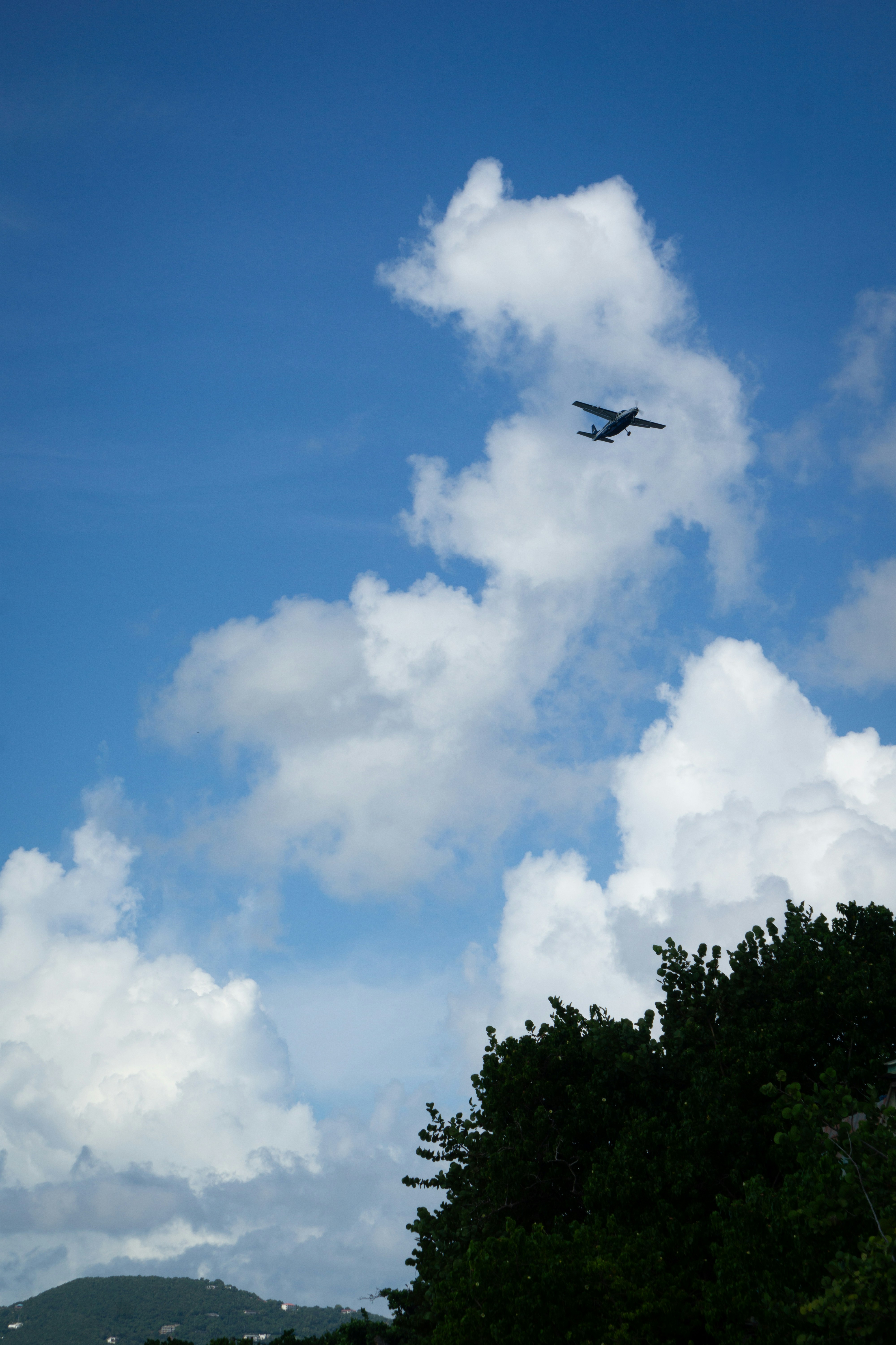 Soaring Above the Canopy
