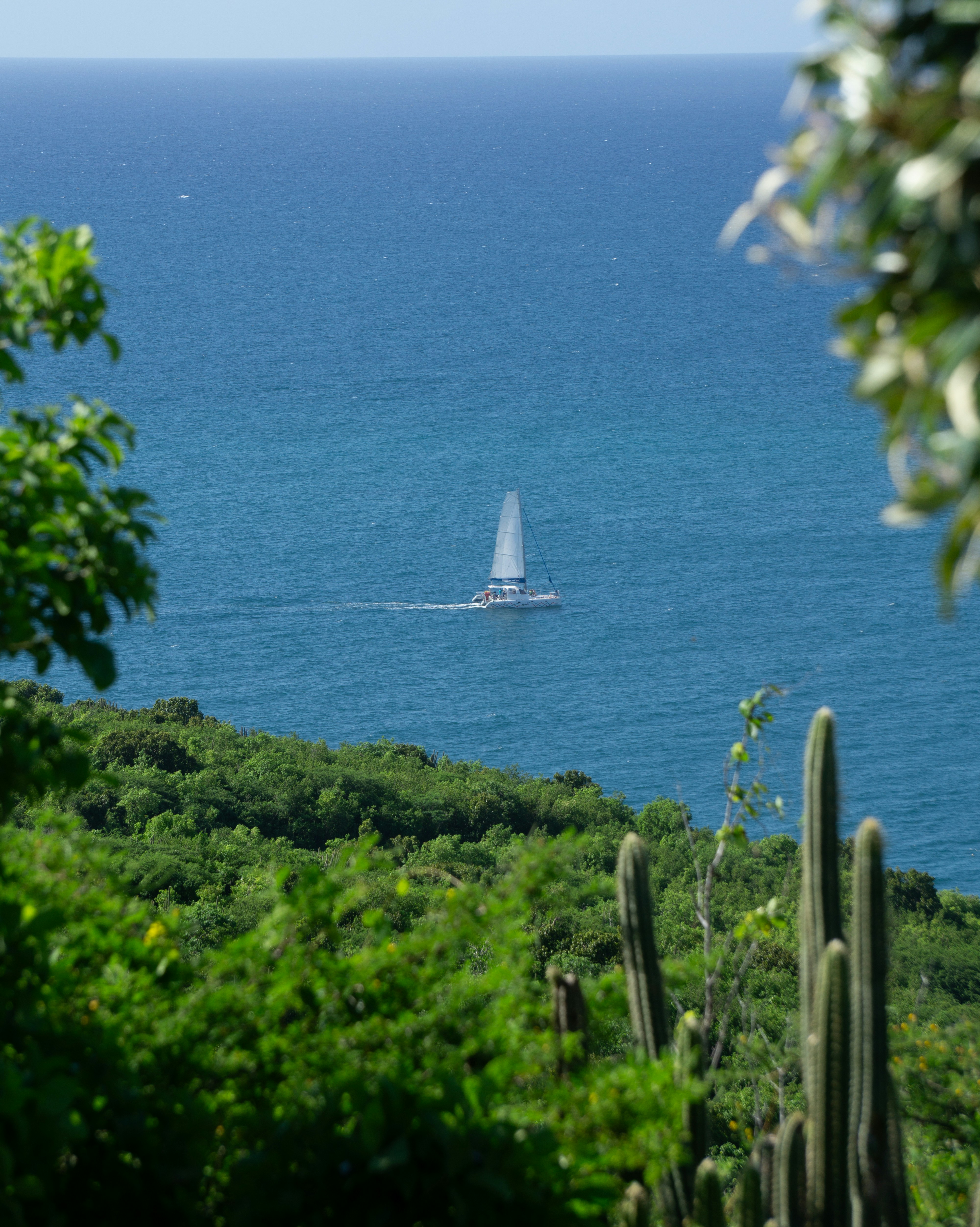 Lone Sailboat Drifting Past Emerald Fronds and Cactus Spires