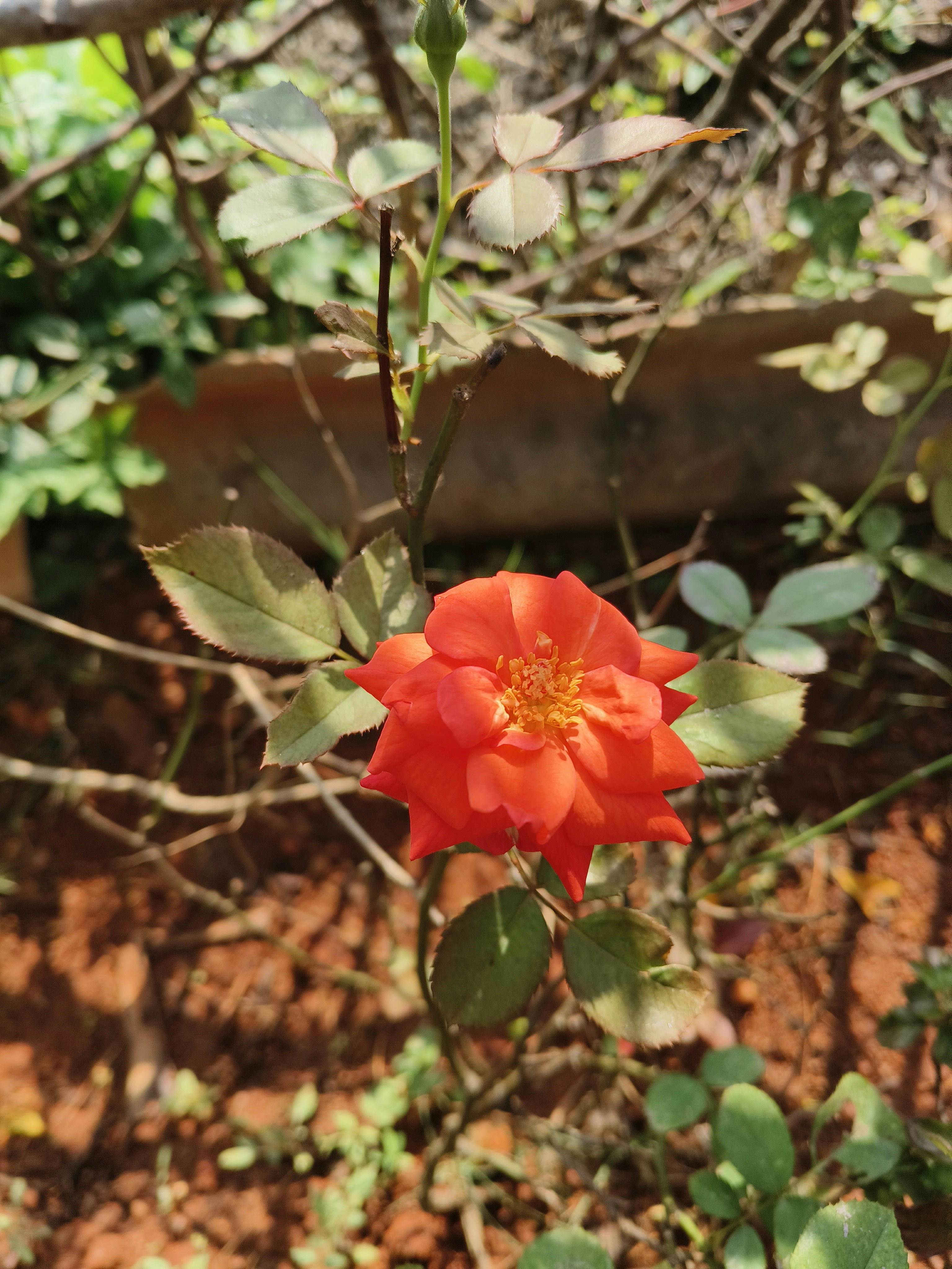 Close-up of a vivid orange-red rose in a sunlit garden. The bloom is sharply in focus with a softly blurred background.