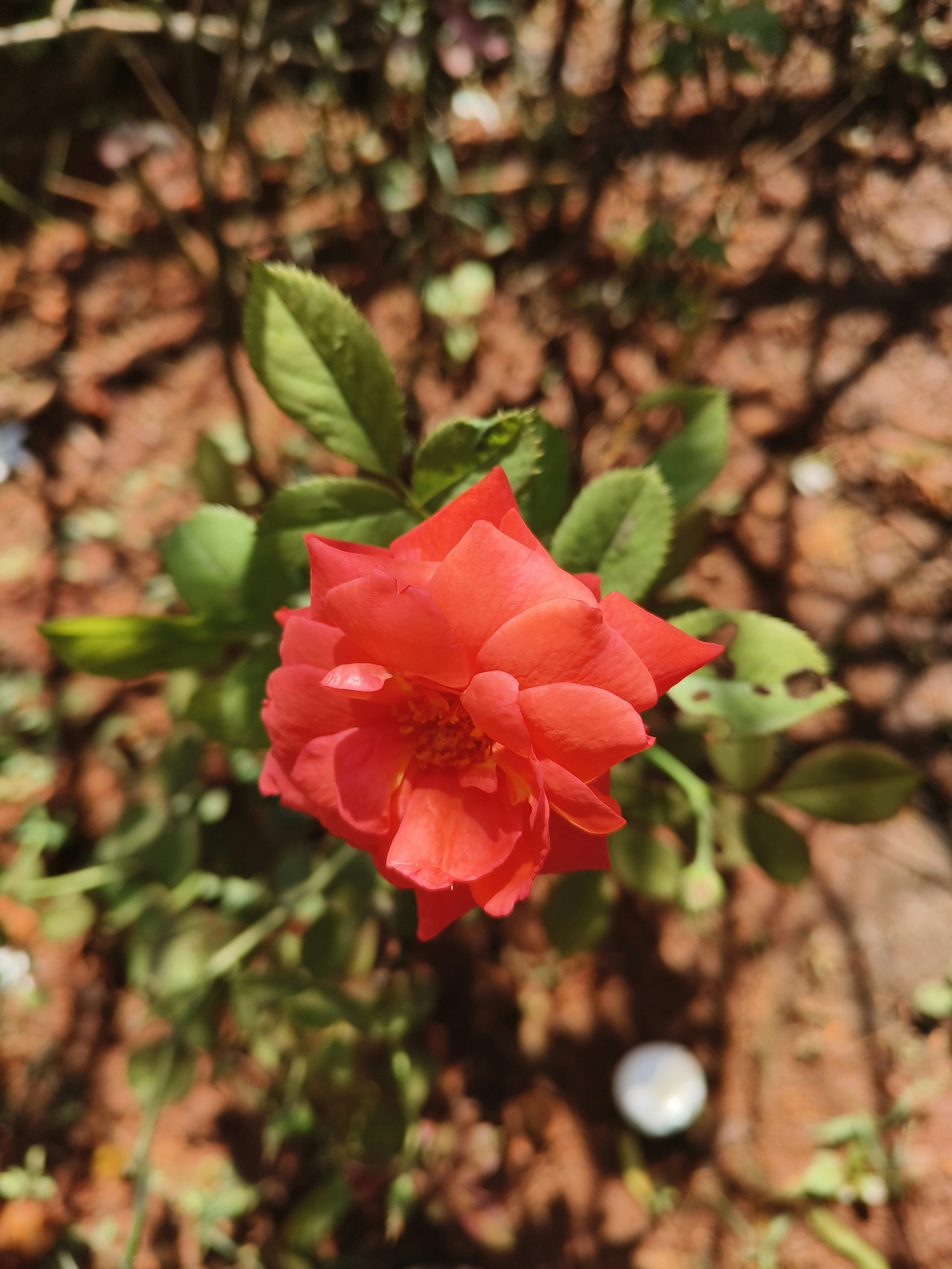 Close-up photograph of a coral-pink rose in a sunlit garden, framed by green leaves and earthy soil.