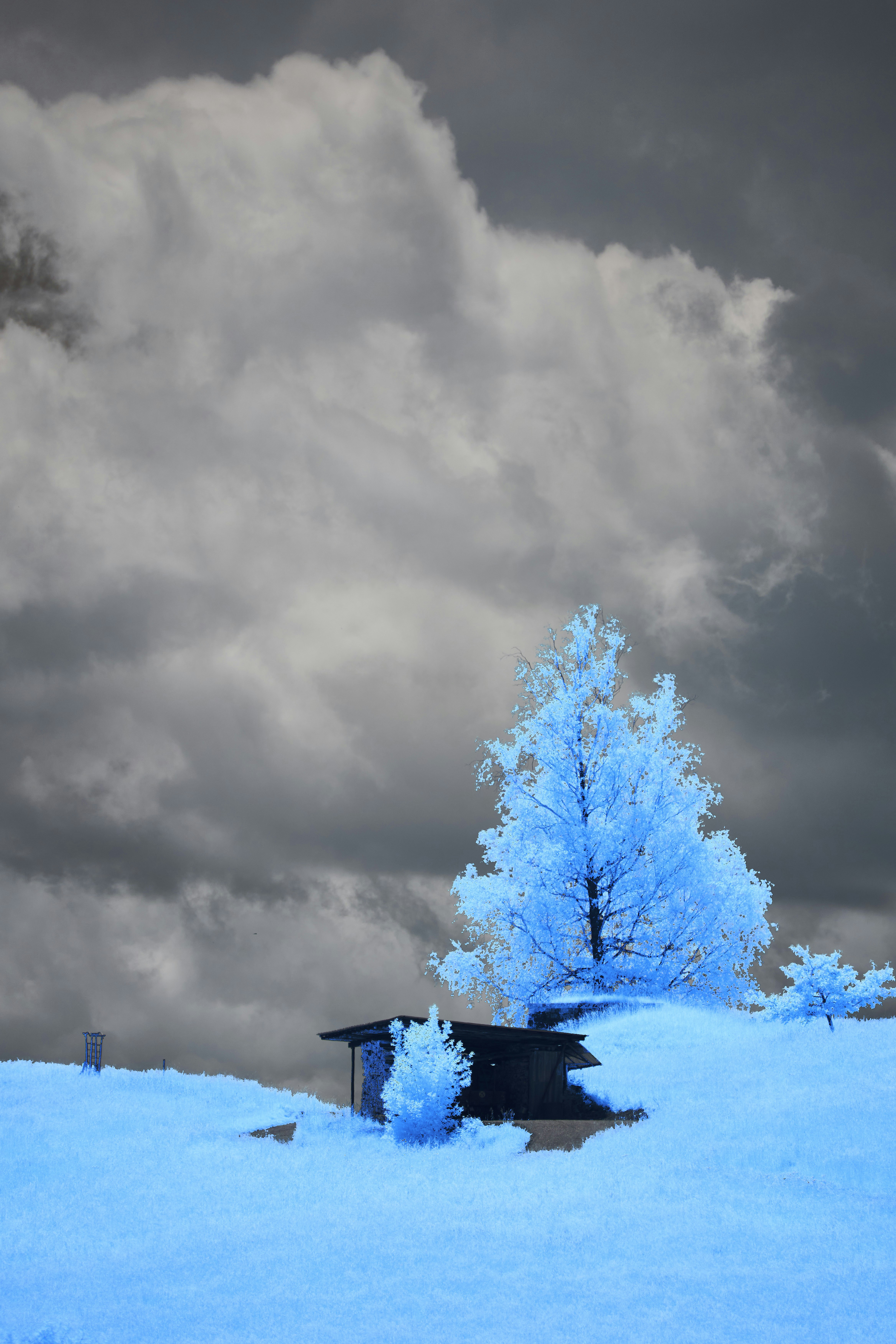 A blue tree in the middle of a field photo – Free Outdoors Image on ...