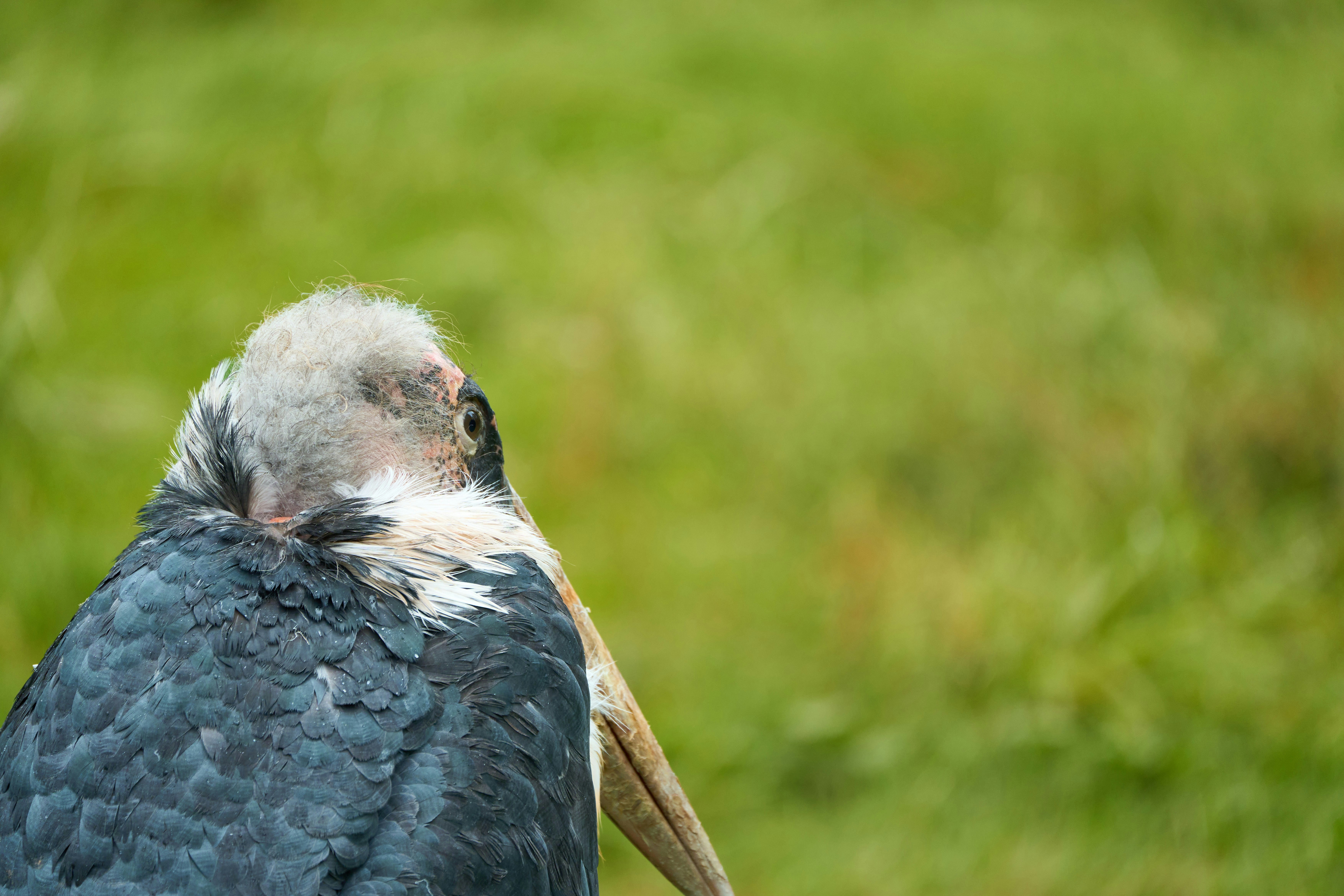 A close up of a bird with a blurry background photo – Free Animal Image ...