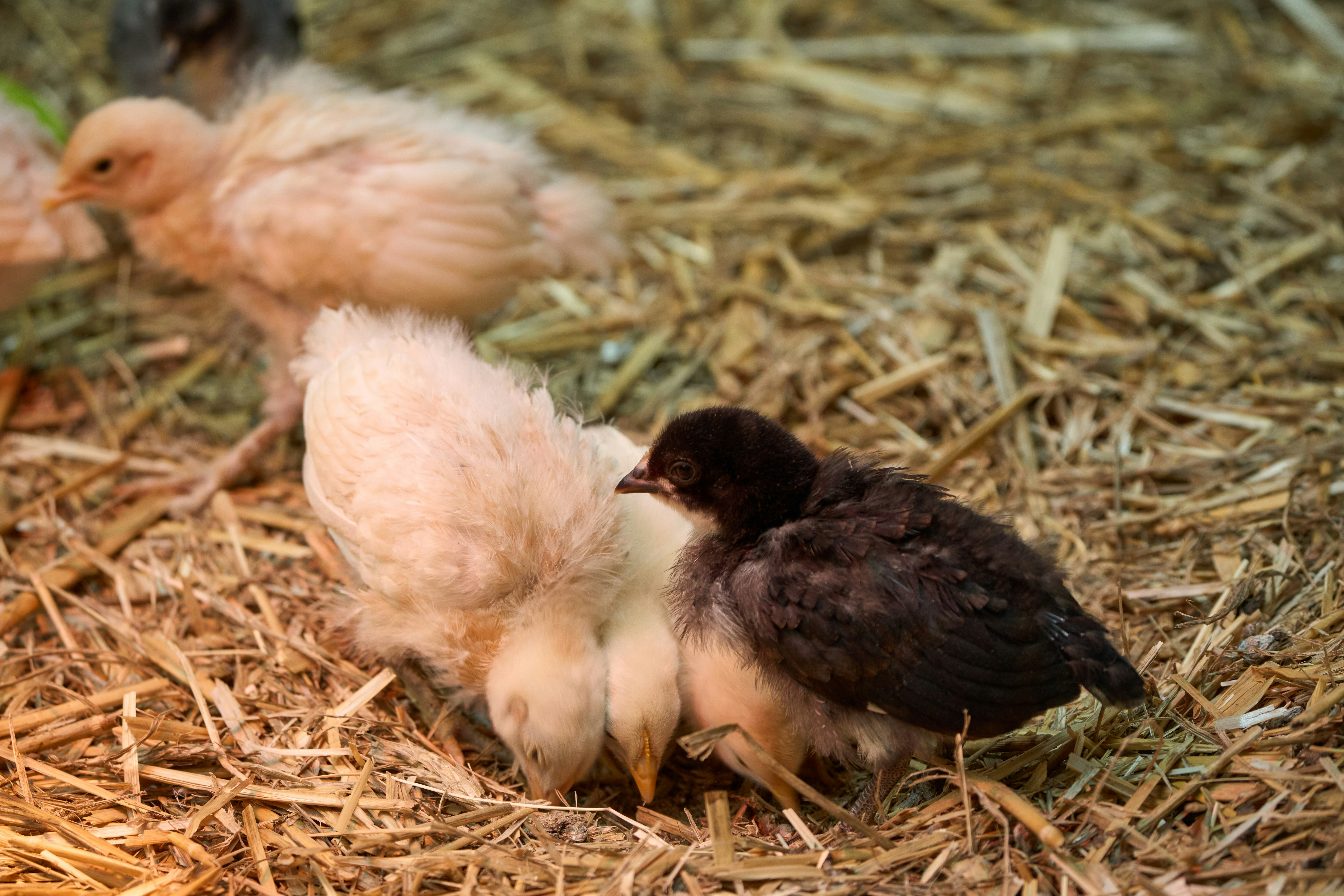 A group of small chickens standing on top of a pile of hay photo – Free ...